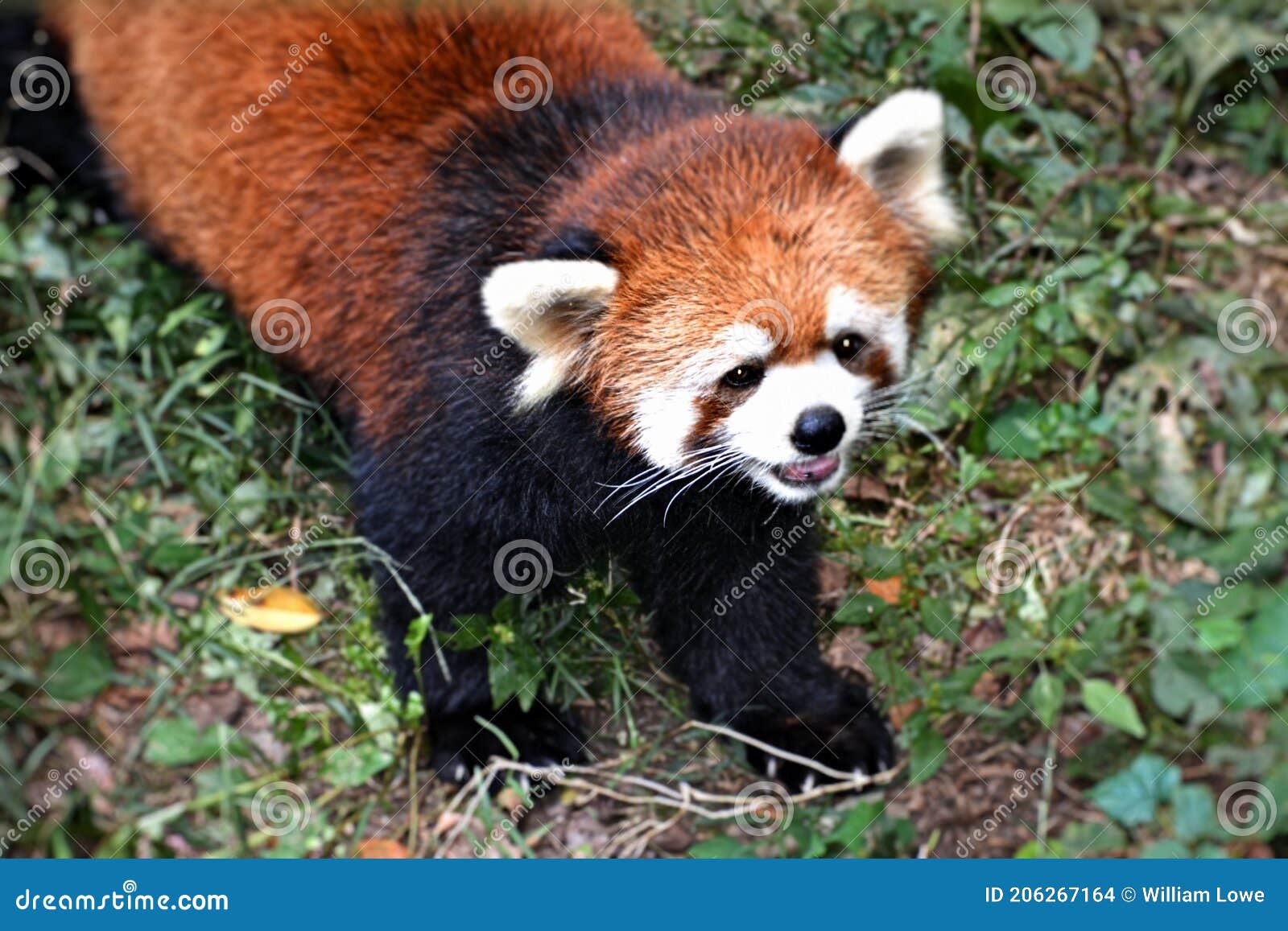 Red Panda overhead view stock photo. Image of looking - 206267164