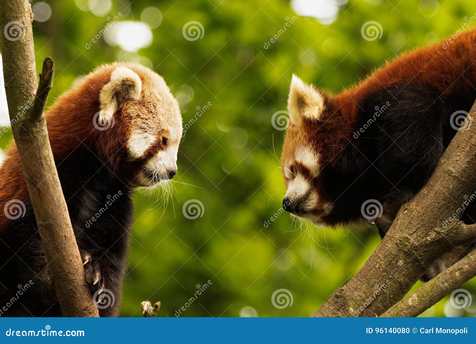 Red Panda Pair stock photo. Image of bear, tree, pair - 96140080