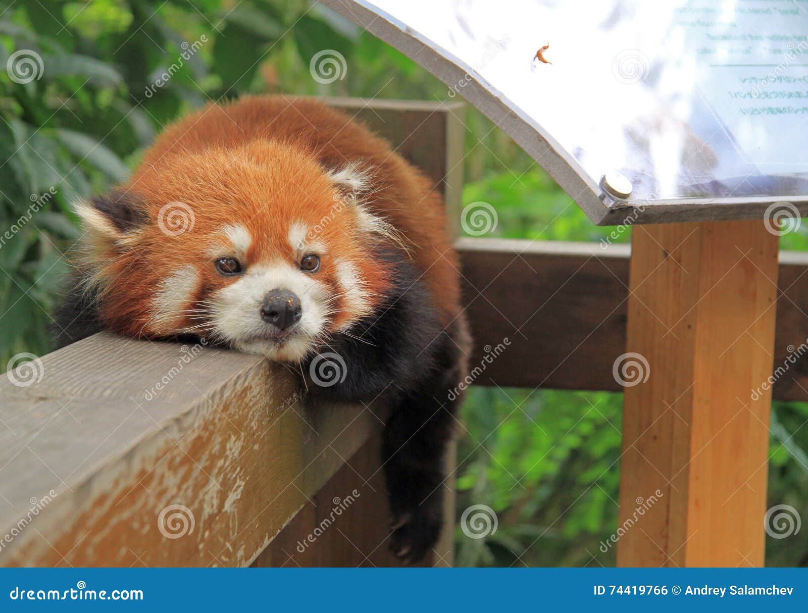 Red Panda in Park of Chengdu Stock Photo - Image of center, nature ...