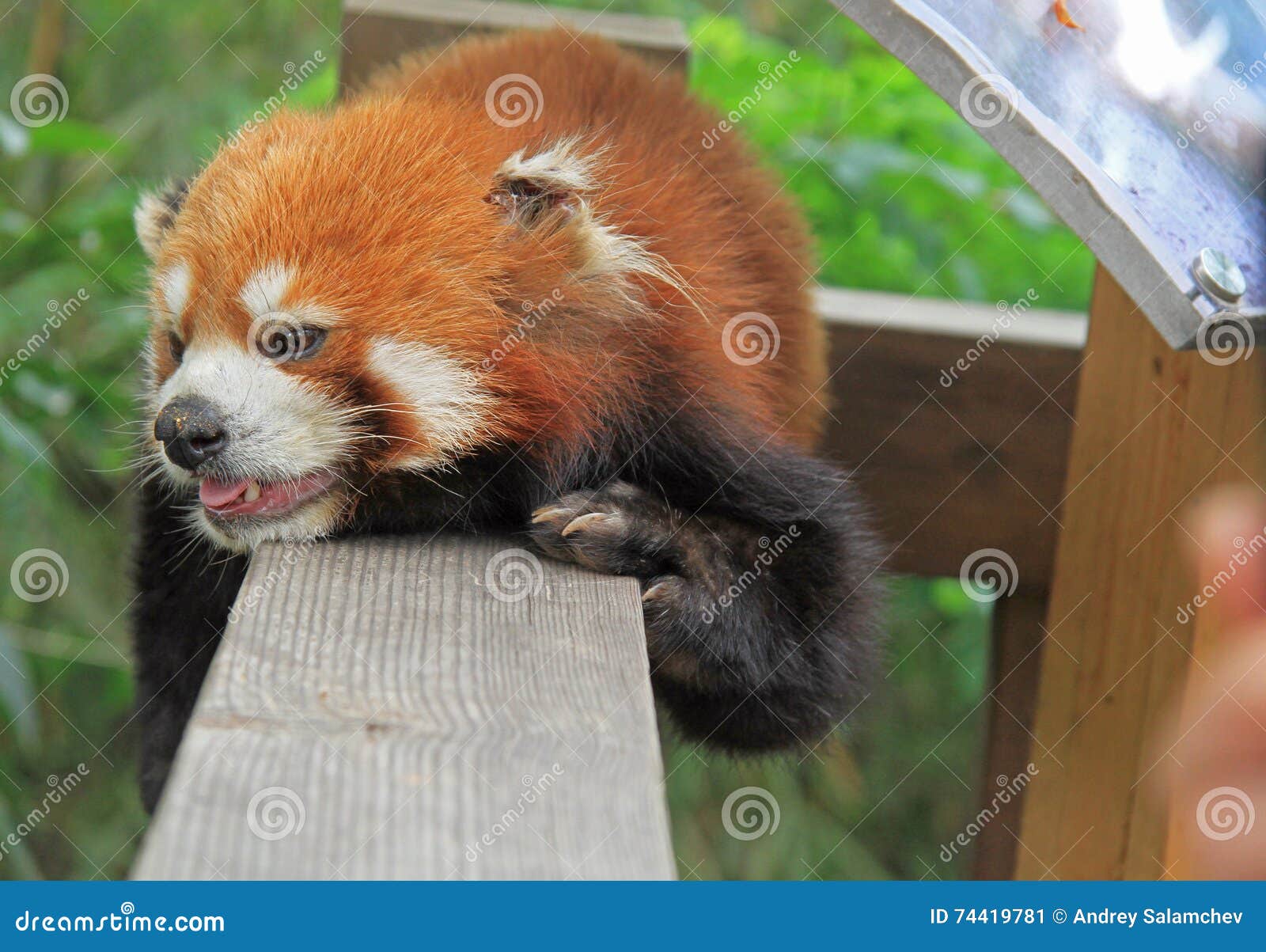 Red Panda in Park of Chengdu Stock Image - Image of chinese, rare: 74419781