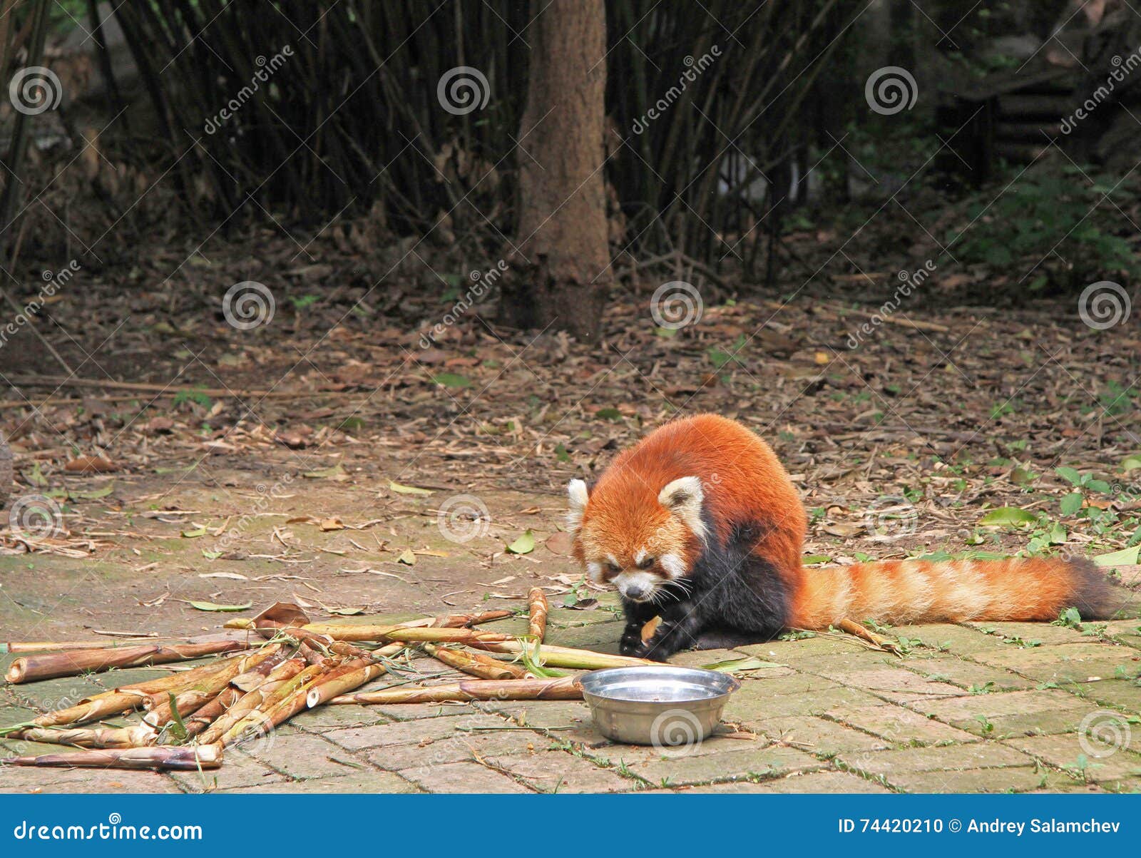 Red Panda in Park of Chengdu Stock Photo - Image of sichuan, asian ...