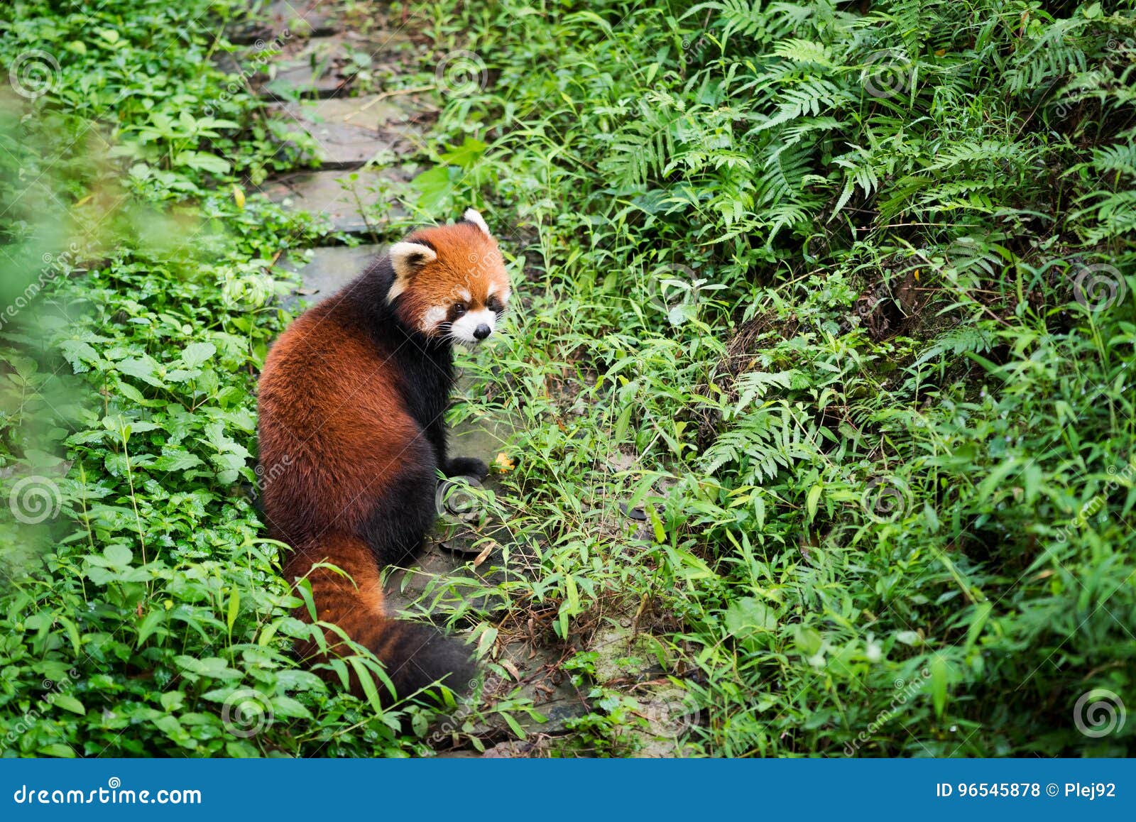 Red Panda on a Path in a Forest Stock Photo - Image of carnivore ...