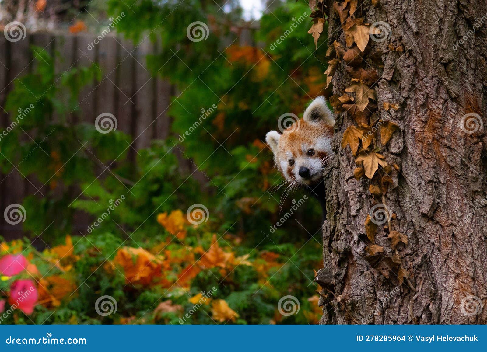 Red Panda Peeking Out from Behind a Tree Stock Photo - Image of brown ...