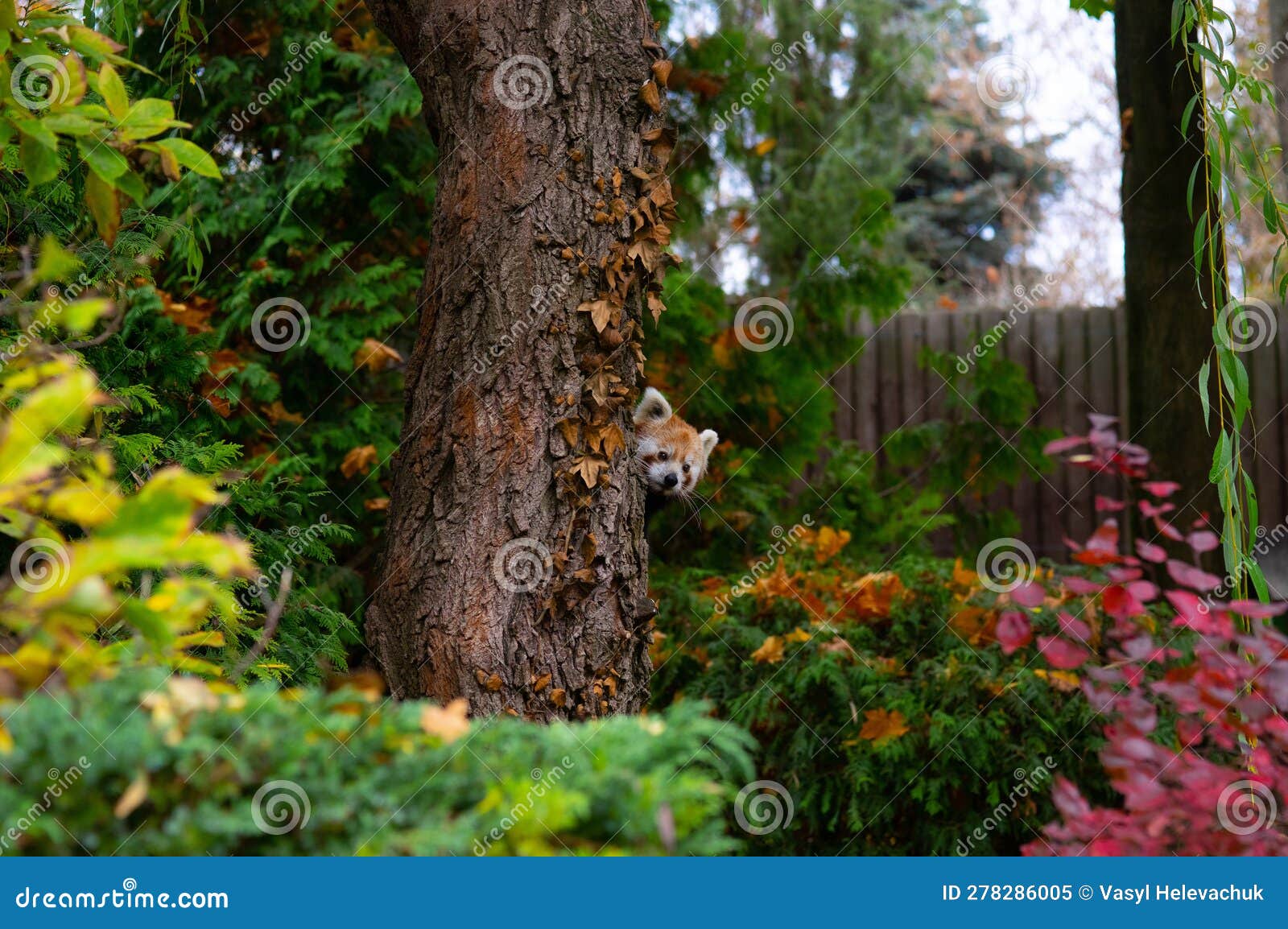 Red Panda Peeking Out from Behind a Tree Stock Image - Image of chinese ...