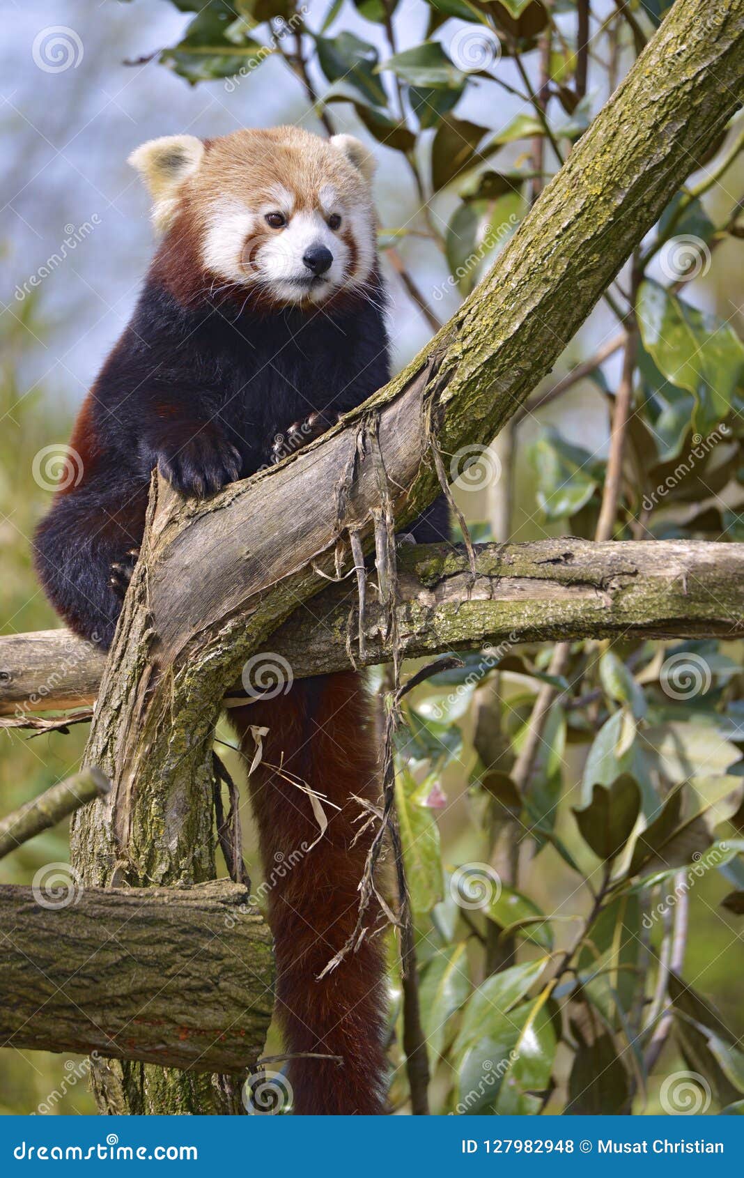Red panda perched in tree stock photo. Image of lesser - 127982948