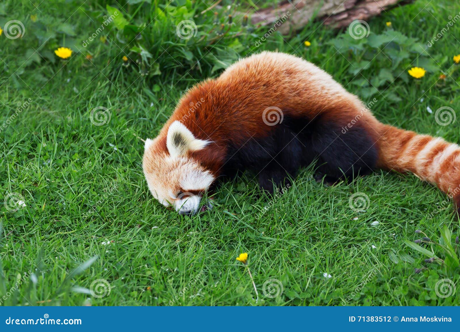 Red panda stock photo. Image of green, lovely, habitat - 71383512