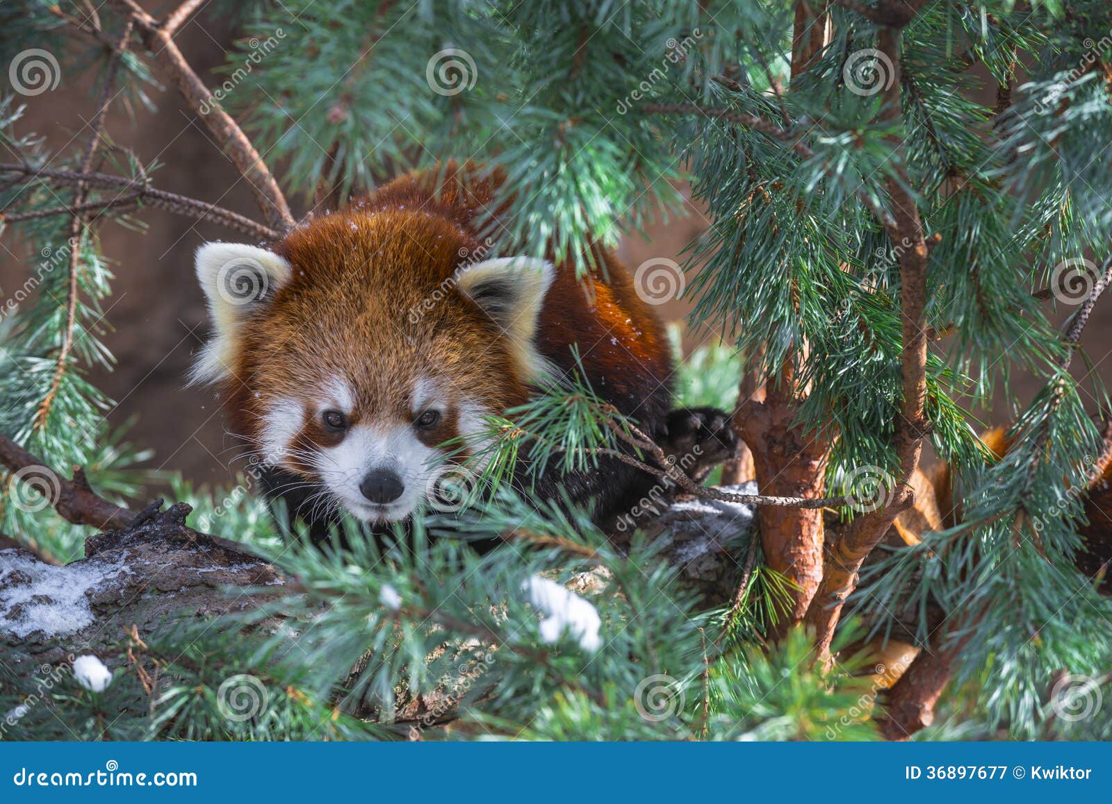 Red Panda in the Pine Trees Stock Image - Image of nature, unique: 36897677