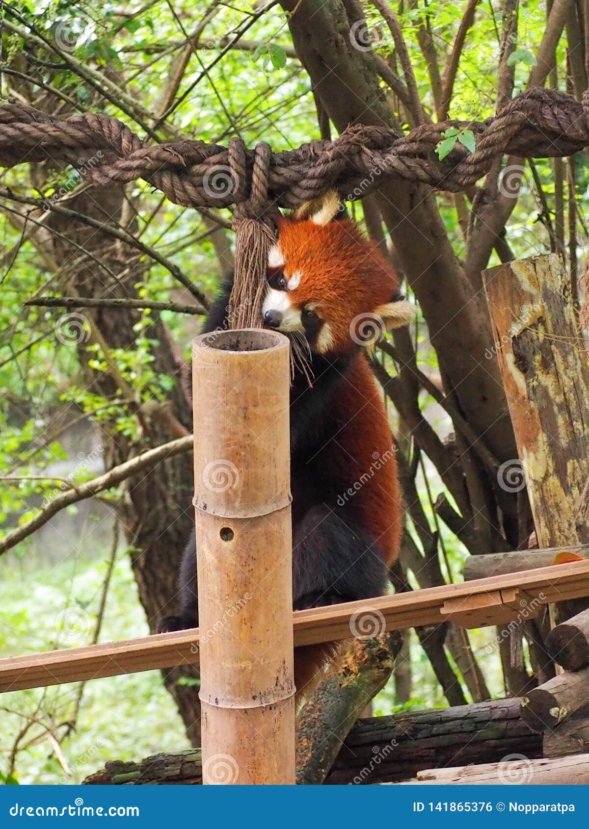 Red panda playing stock photo. Image of panda, giant - 141865376