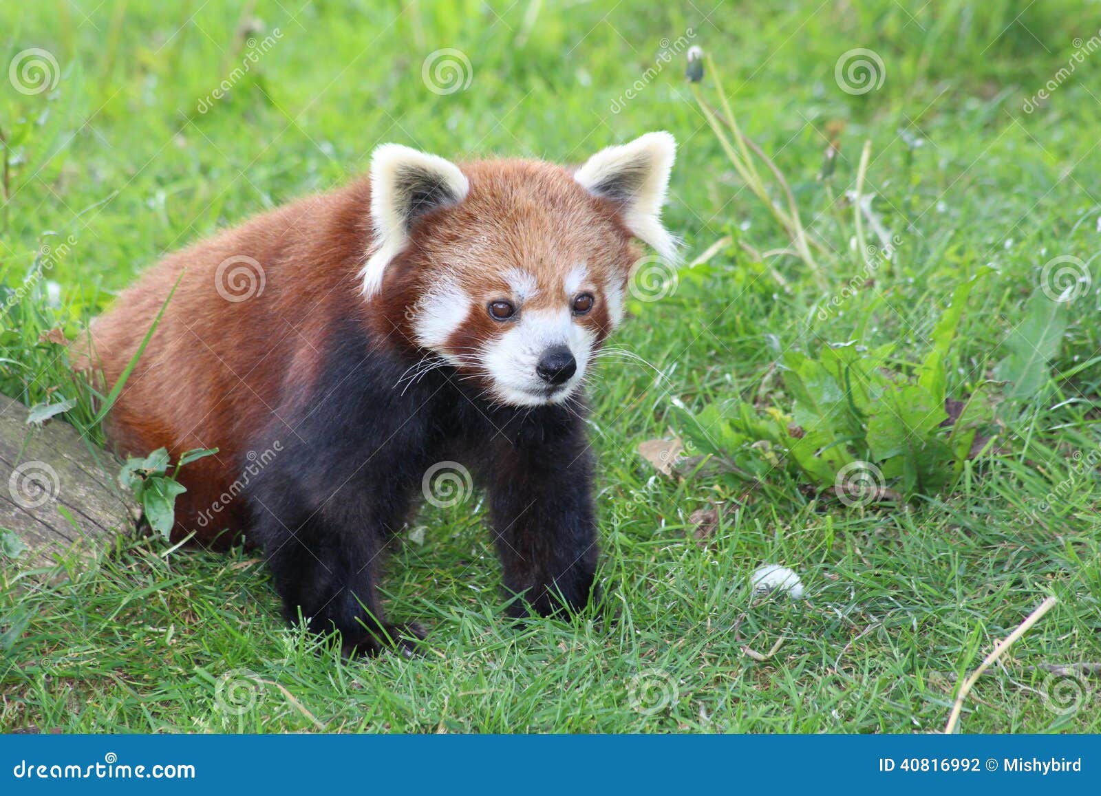 Red Panda stock photo. Image of panda, climbing, tired - 40816992
