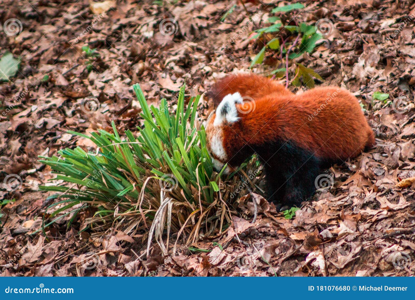 Red Panda Playing in Its Enclosure at the Zoo Stock Photo - Image of ...