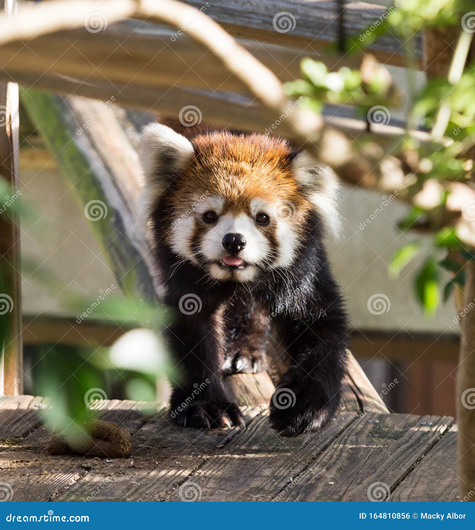 Red Panda or Lesser Panda Playing. Stock Photo - Image of approaching ...