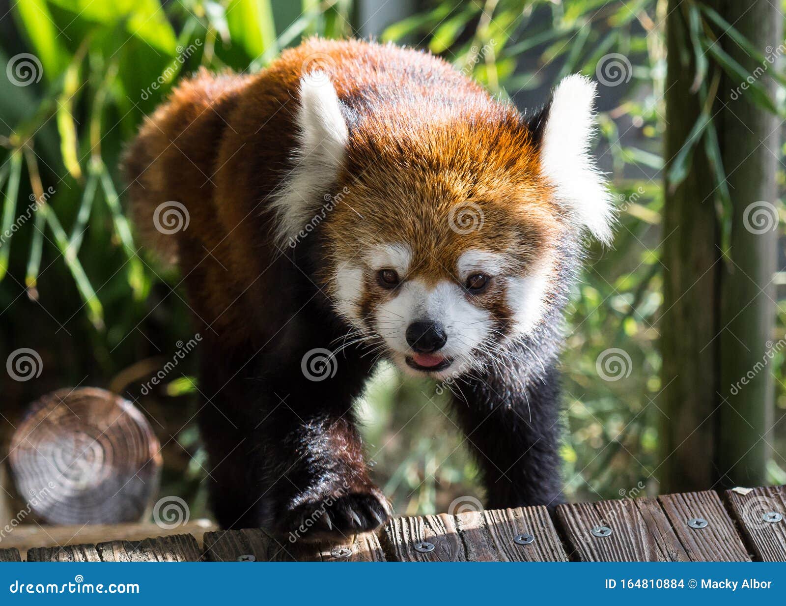 Red Panda or Lesser Panda Playing. Stock Photo - Image of lazy, leaves ...