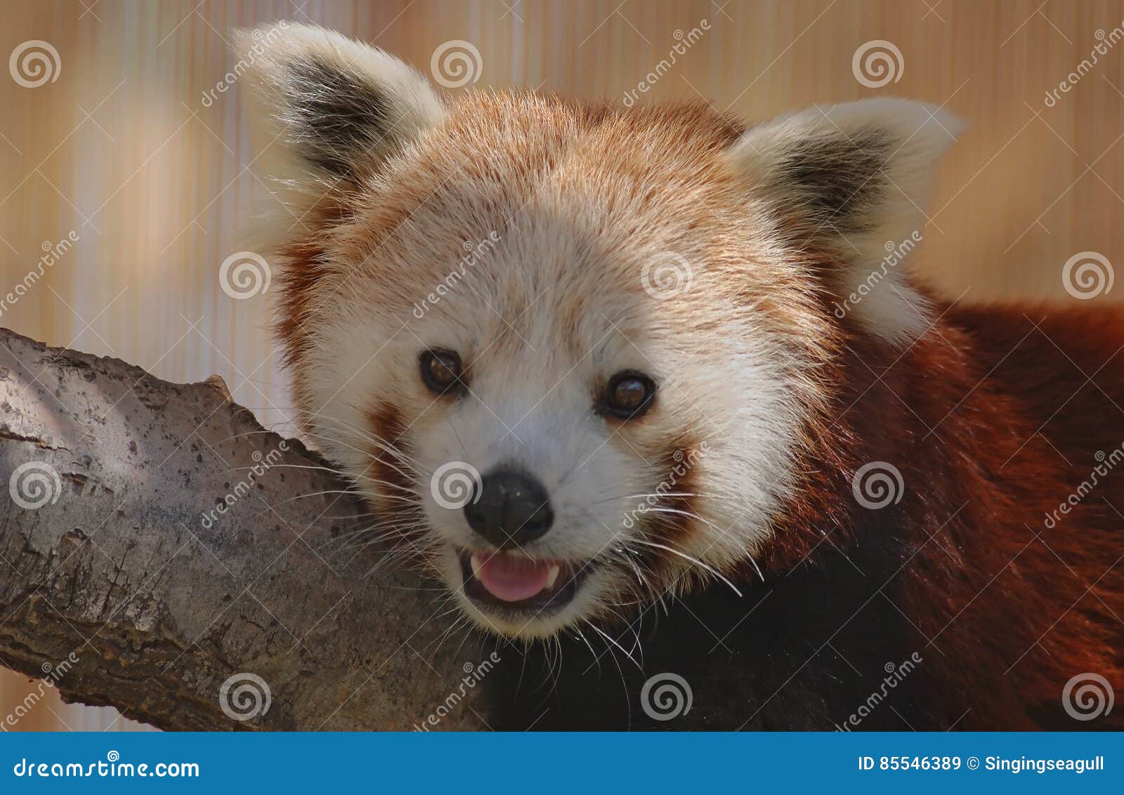 Red Panda portrait. stock image. Image of mammal, beautiful - 85546389
