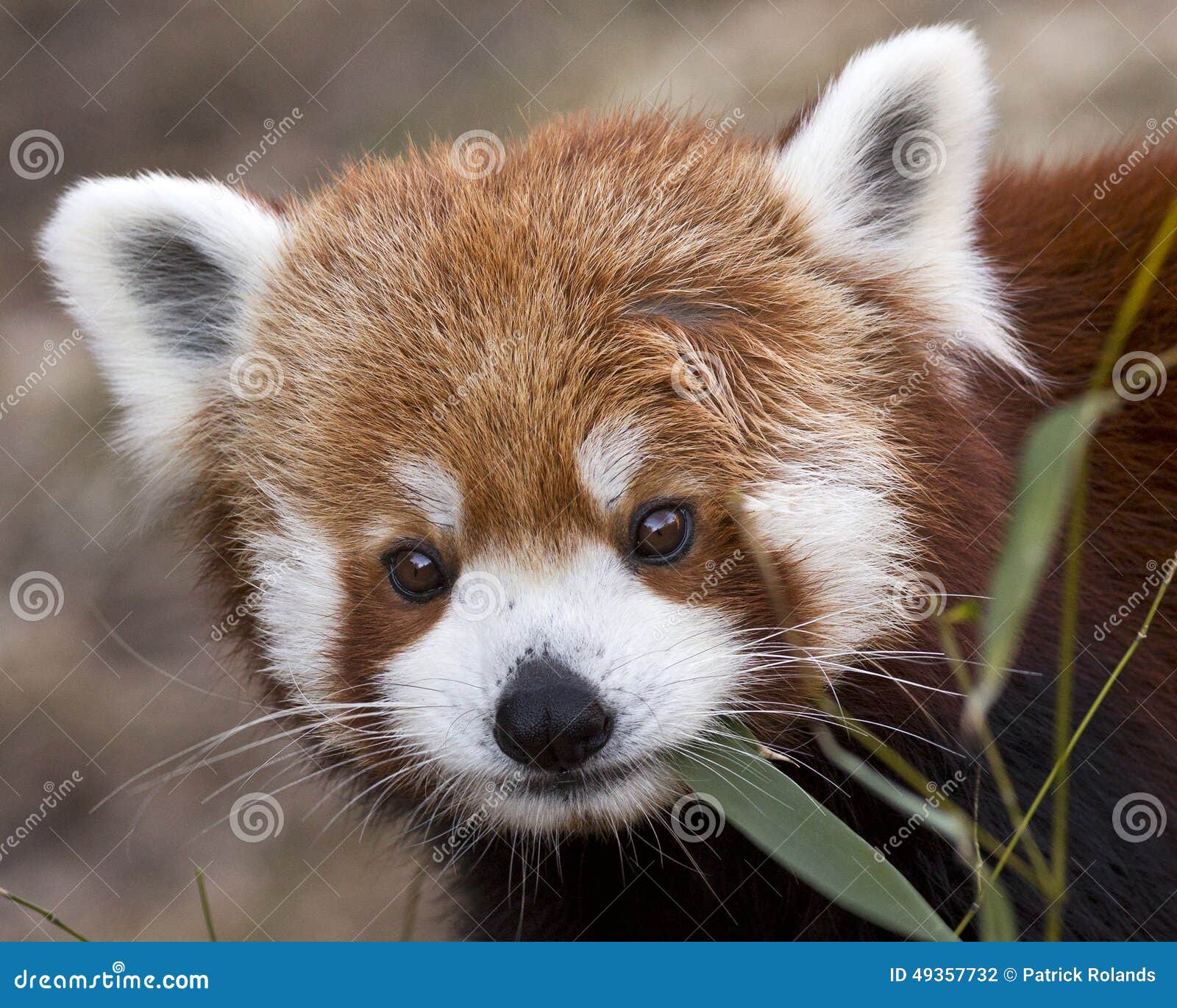 Red panda portrait stock photo. Image of fauna, making - 49357732