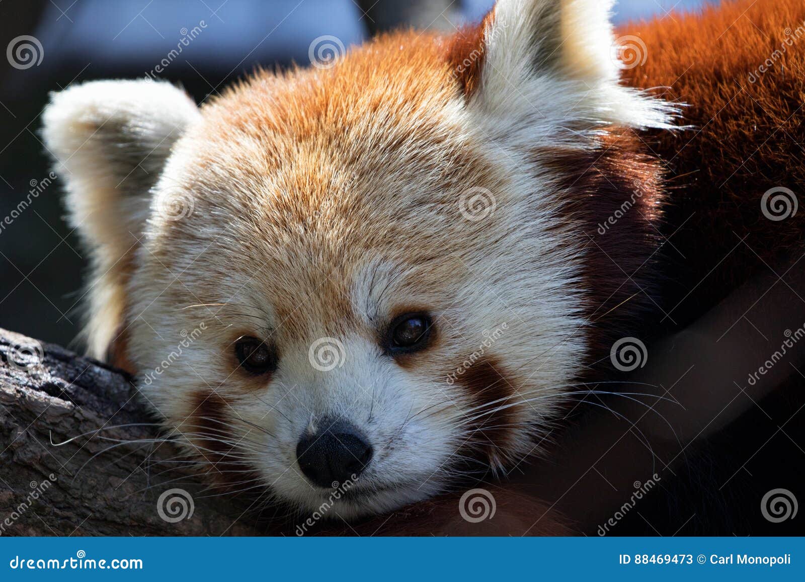 Red panda stock image. Image of wild, creature, bear - 88469473