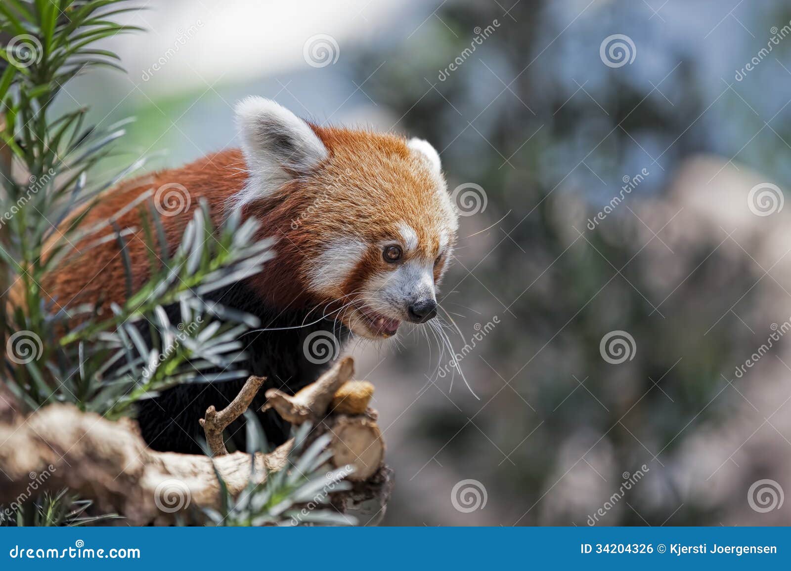 Red Panda stock photo. Image of resting, himalayas, tree - 34204326