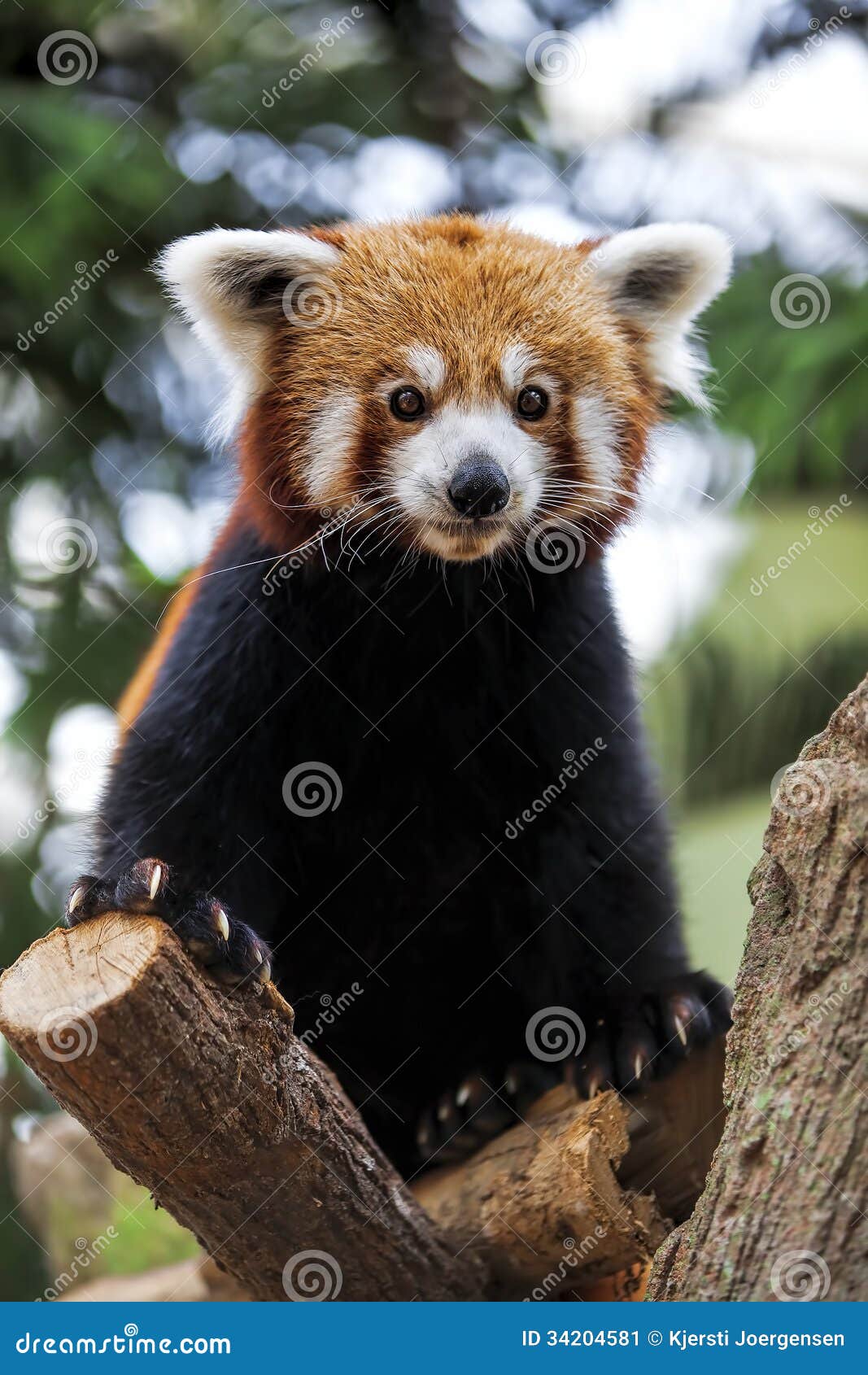 Red Panda stock image. Image of cute, resting, tree, shaggy - 34204581