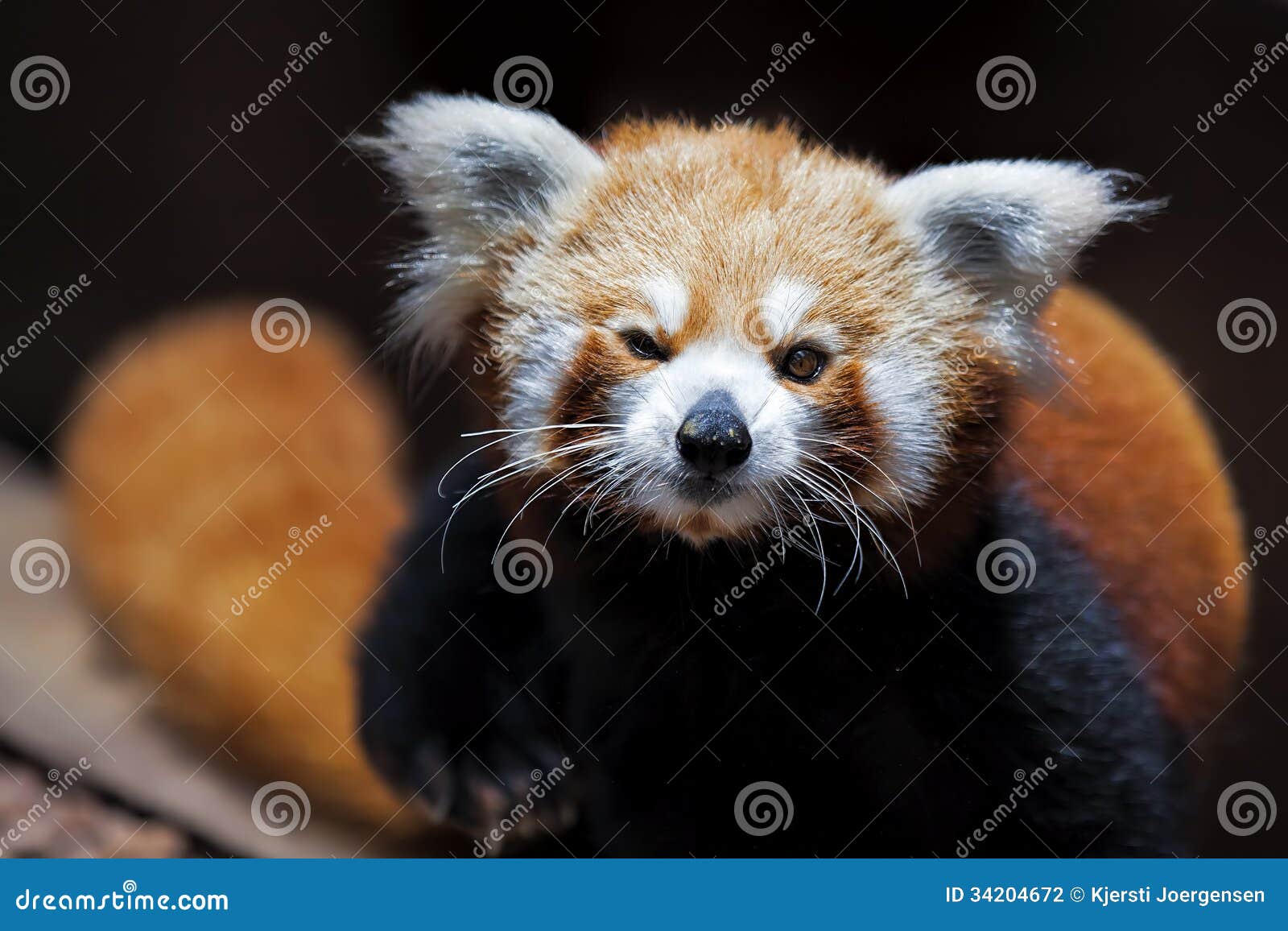 Red Panda stock photo. Image of nature, wildlife, view - 34204672