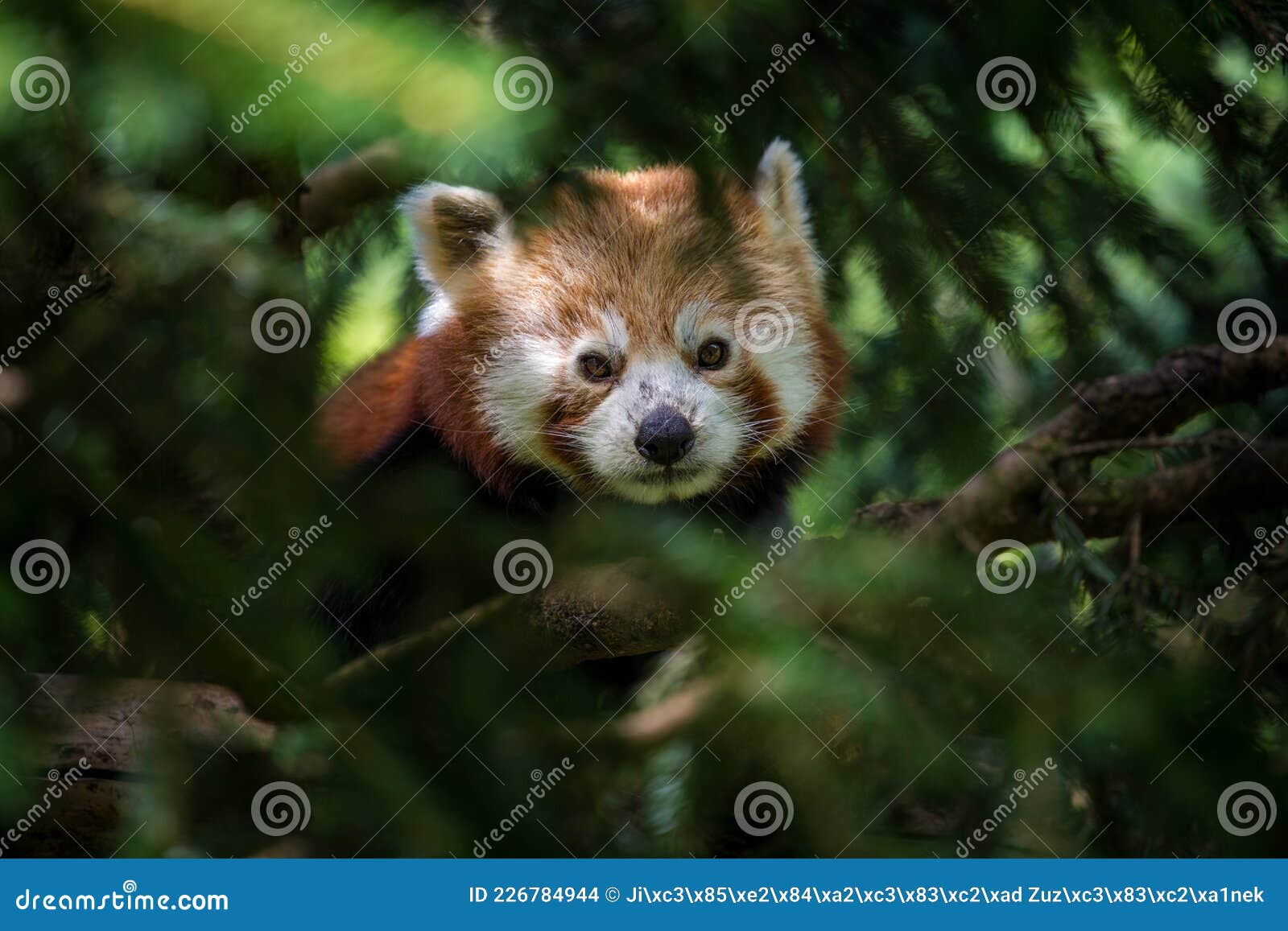 Red Panda Portrait in the Trees Stock Photo - Image of white, fulgens ...