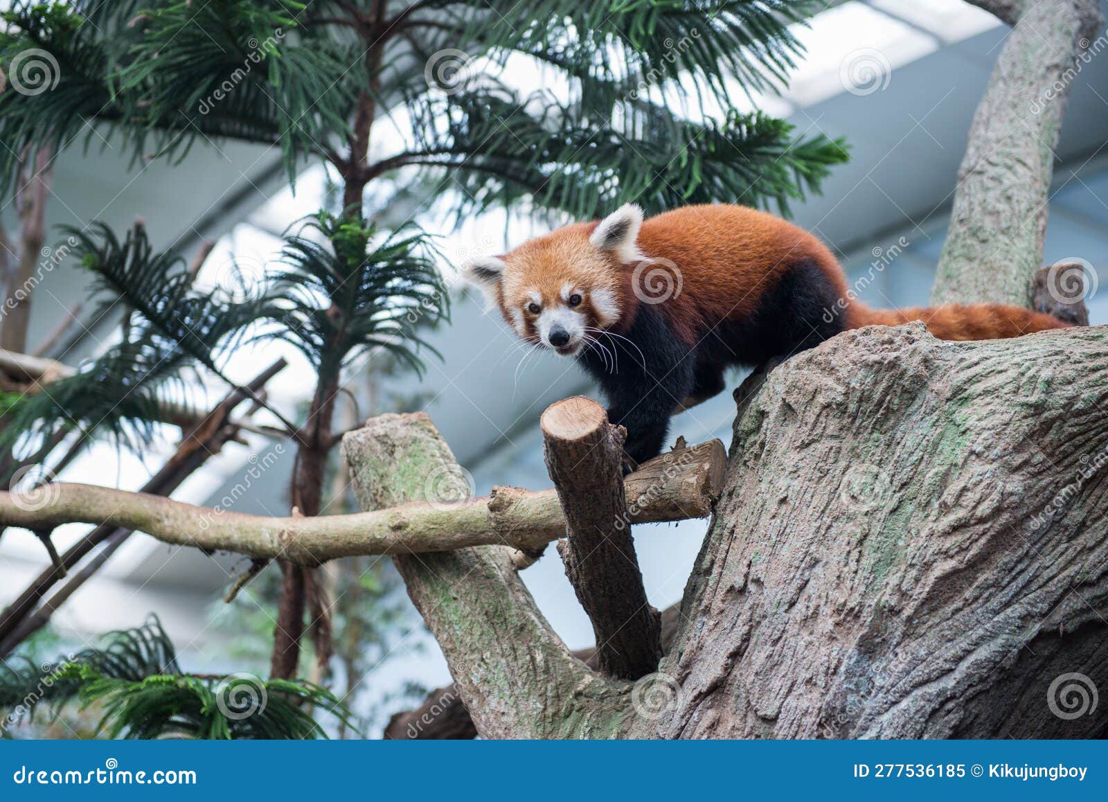 Red Panda or Red Raccoon Climbing Tree Stock Image - Image of lazy ...