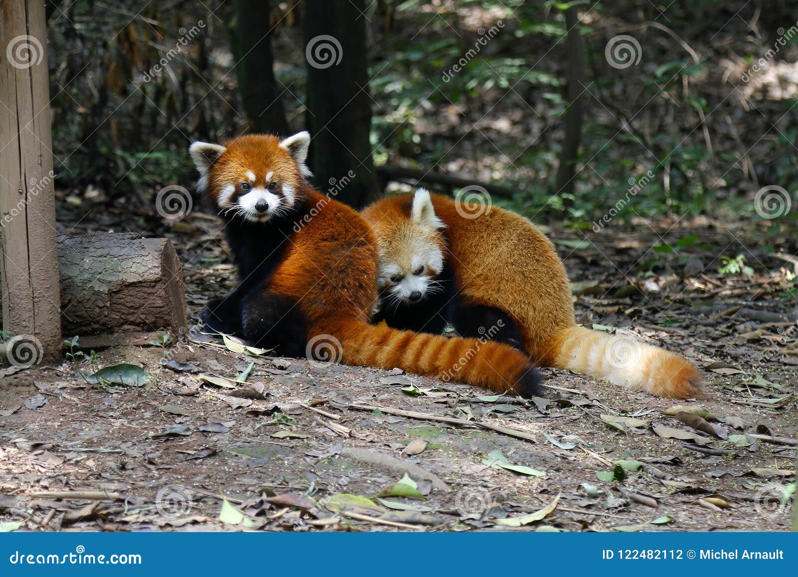 Red panda stock photo. Image of cute, hungry, bear, sichuan - 122482112