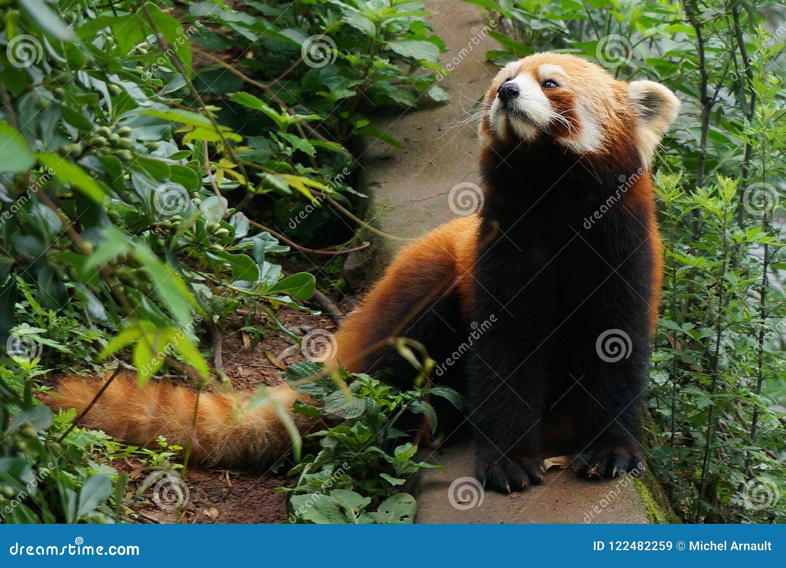 Red panda stock image. Image of bear, wildlife, chengdu - 122482259
