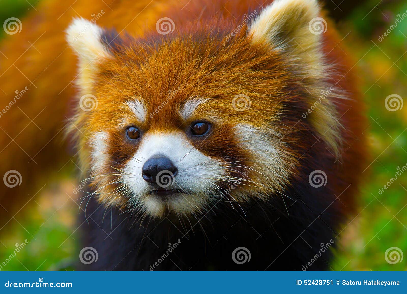 Red panda stock image. Image of nature, panda, color - 52428751