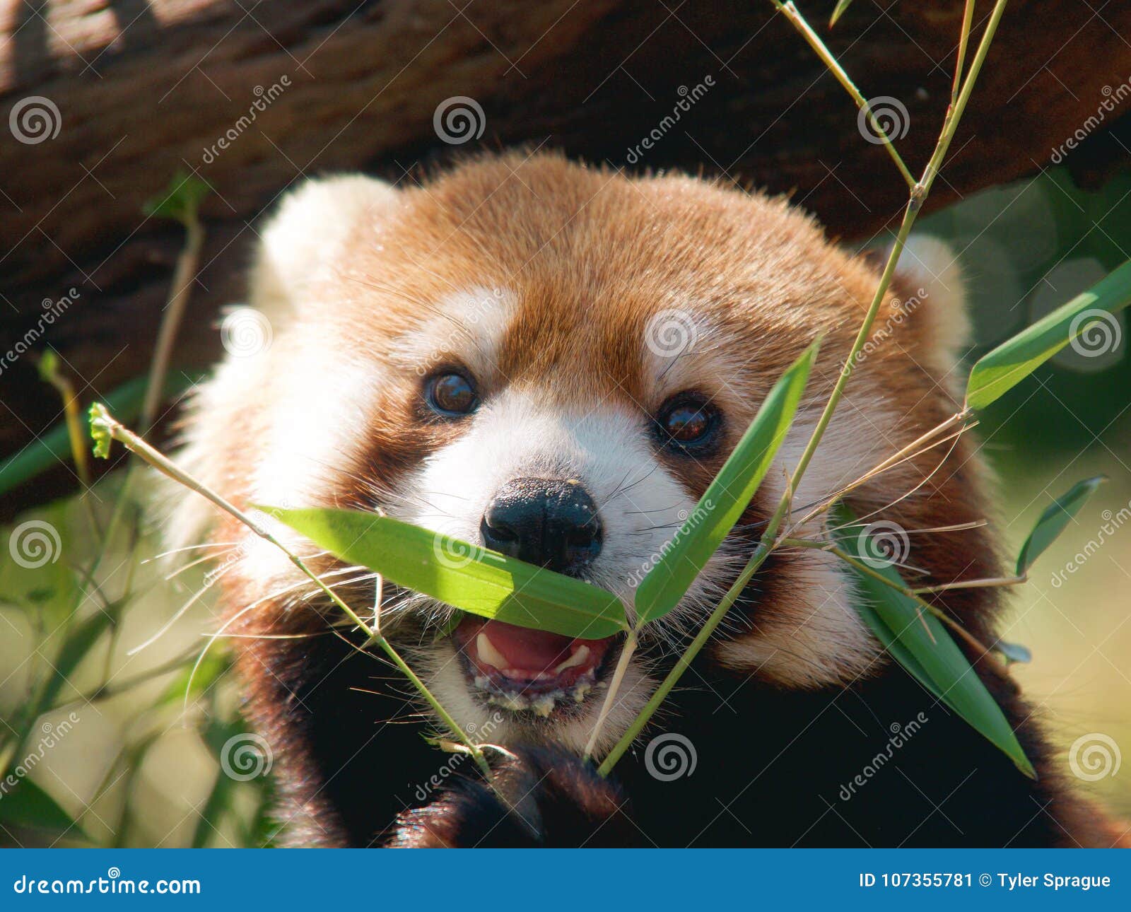 Red Panda stock image. Image of eating, teeth, bamboo - 107355781
