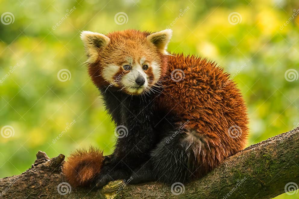 Red panda stock image. Image of food, beauty, alaska - 100275871