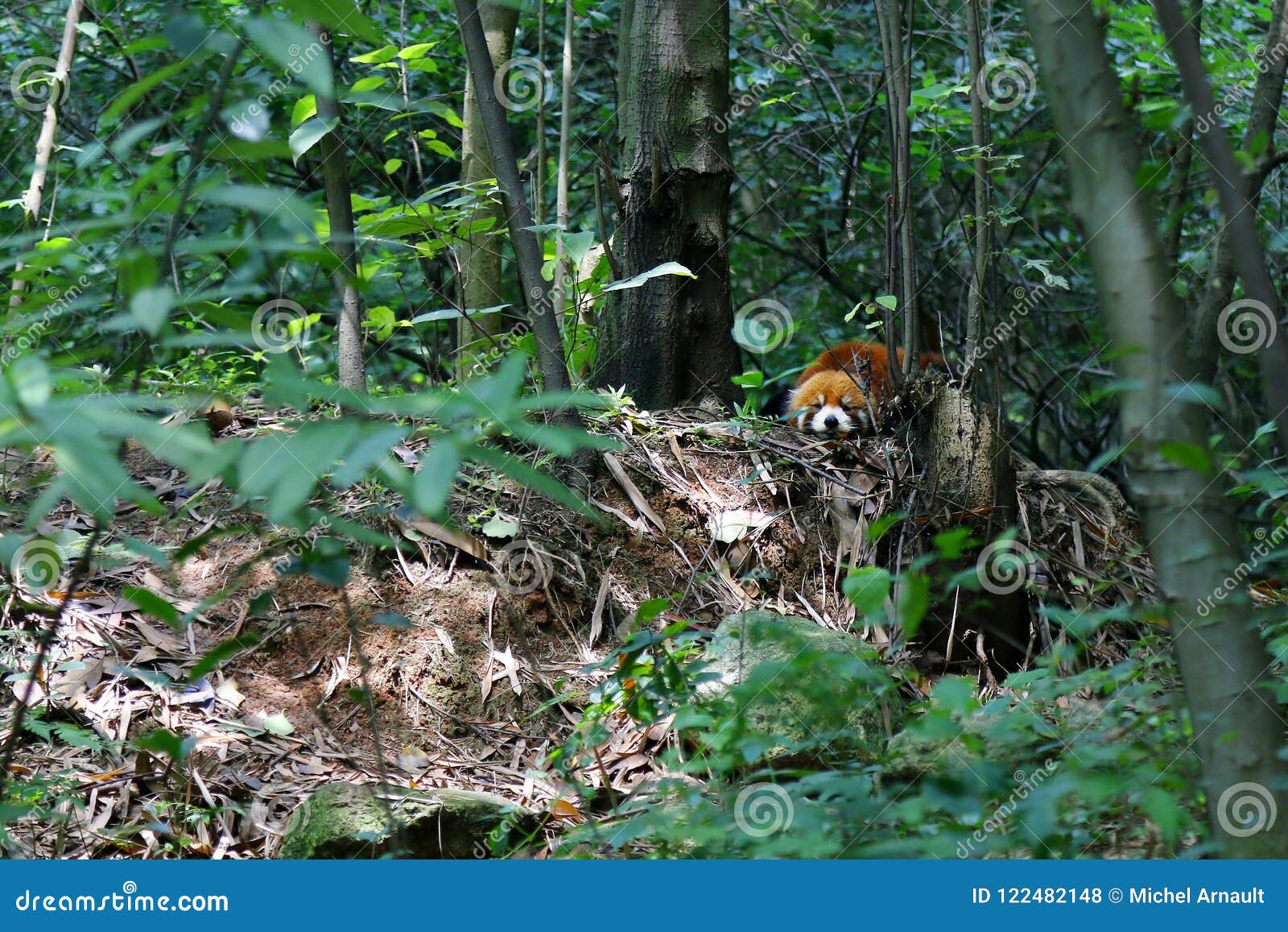 Red panda stock photo. Image of sichuan, forest, rare - 122482148