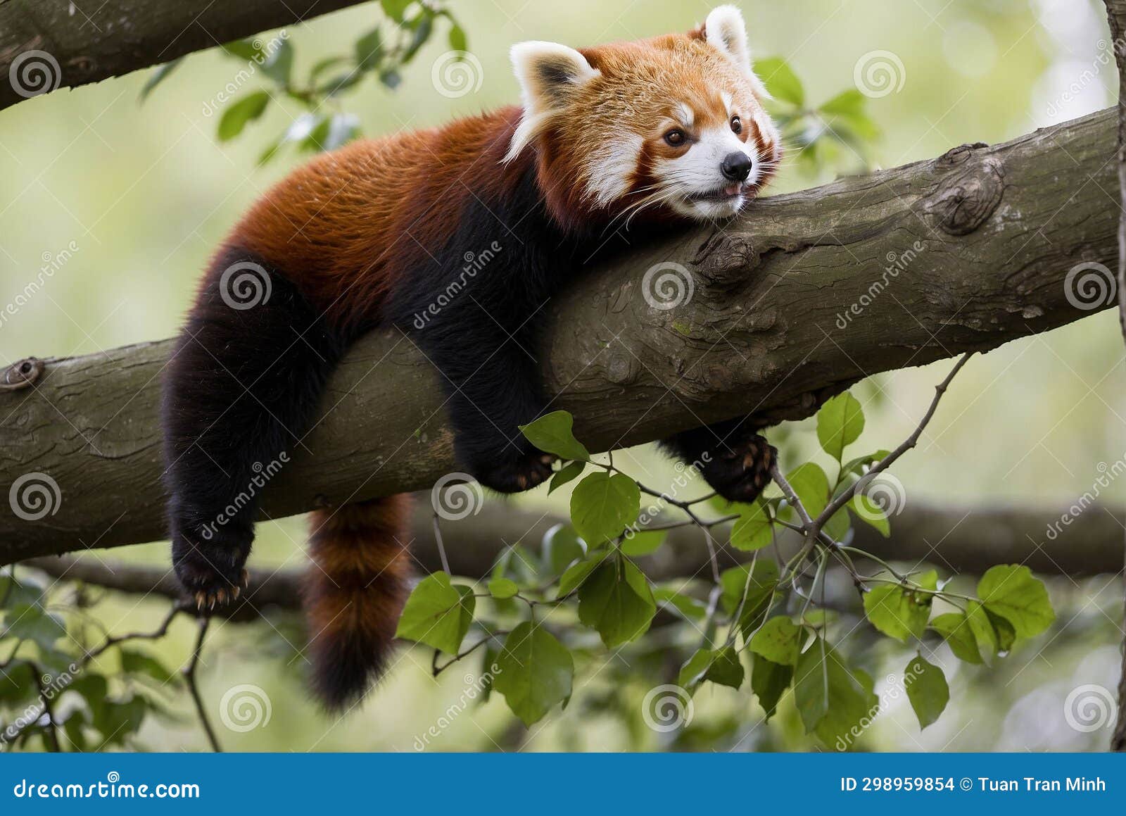 Red panda relaxing stock photo. Image of jungle, mammal - 298959854