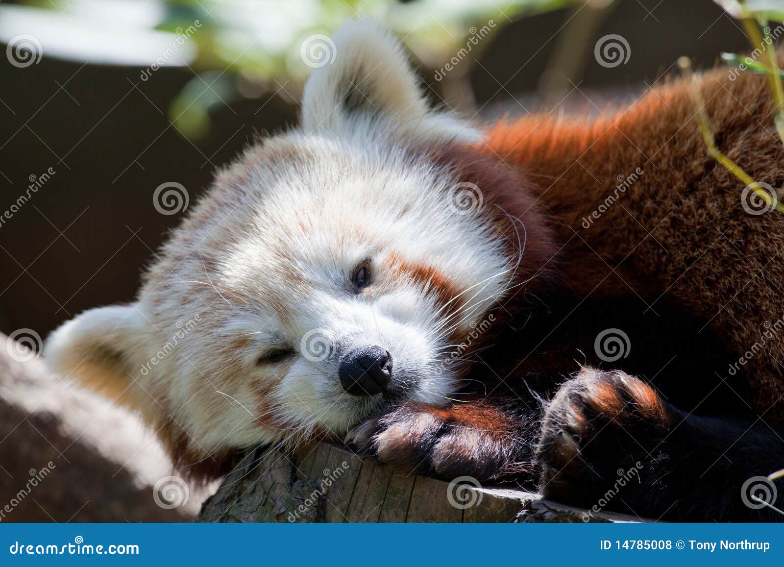 Red panda resting stock photo. Image of cute, resting - 14785008