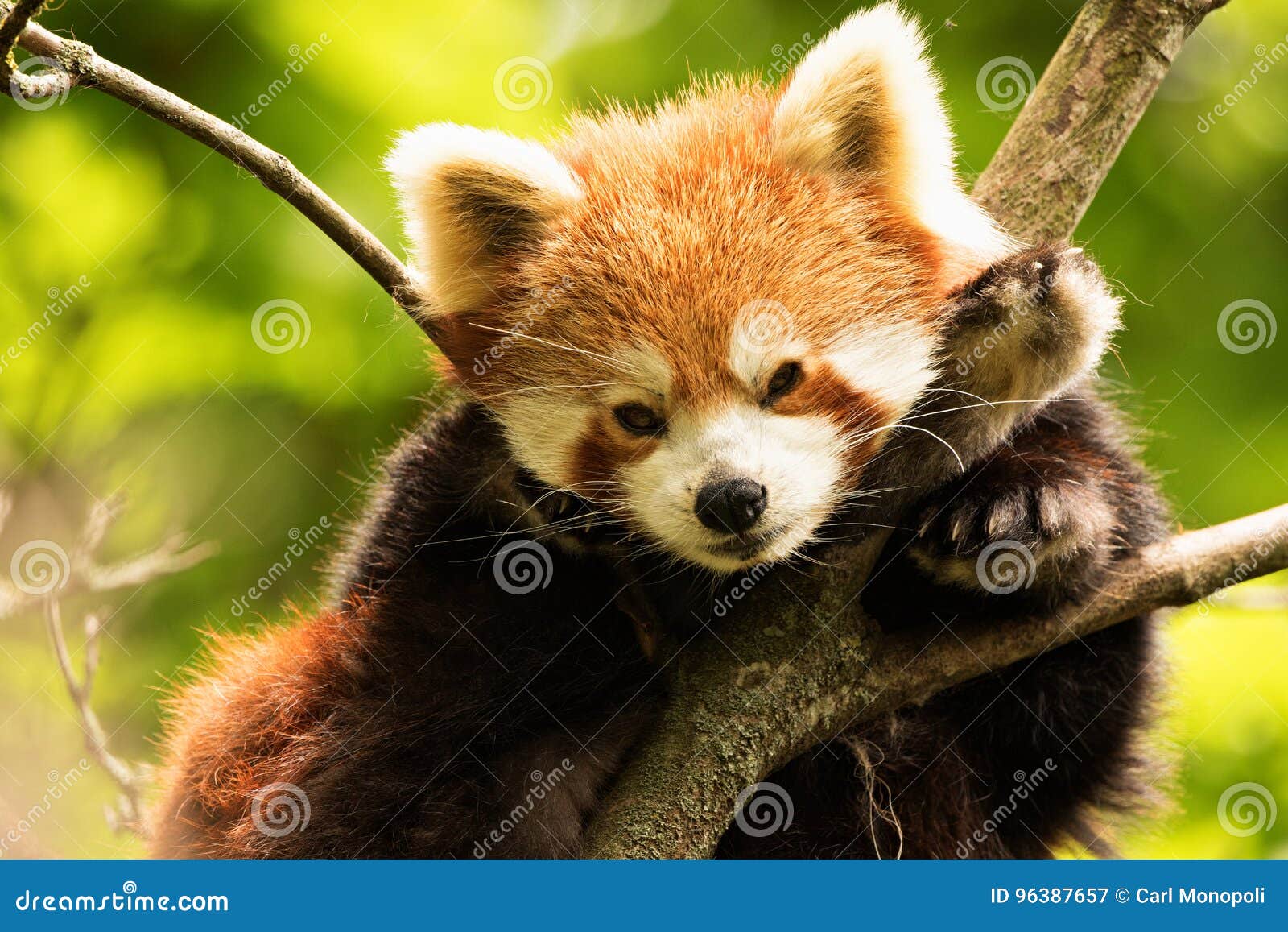 Red Panda Resting stock image. Image of wildlife, bamboo - 96387657