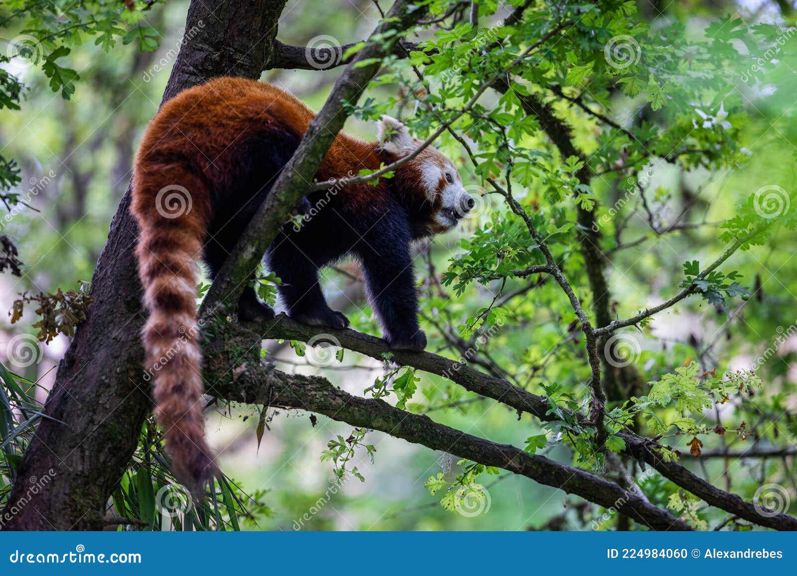A Red Panda is Resting in a Tree Stock Photo - Image of fulgens, mammal ...