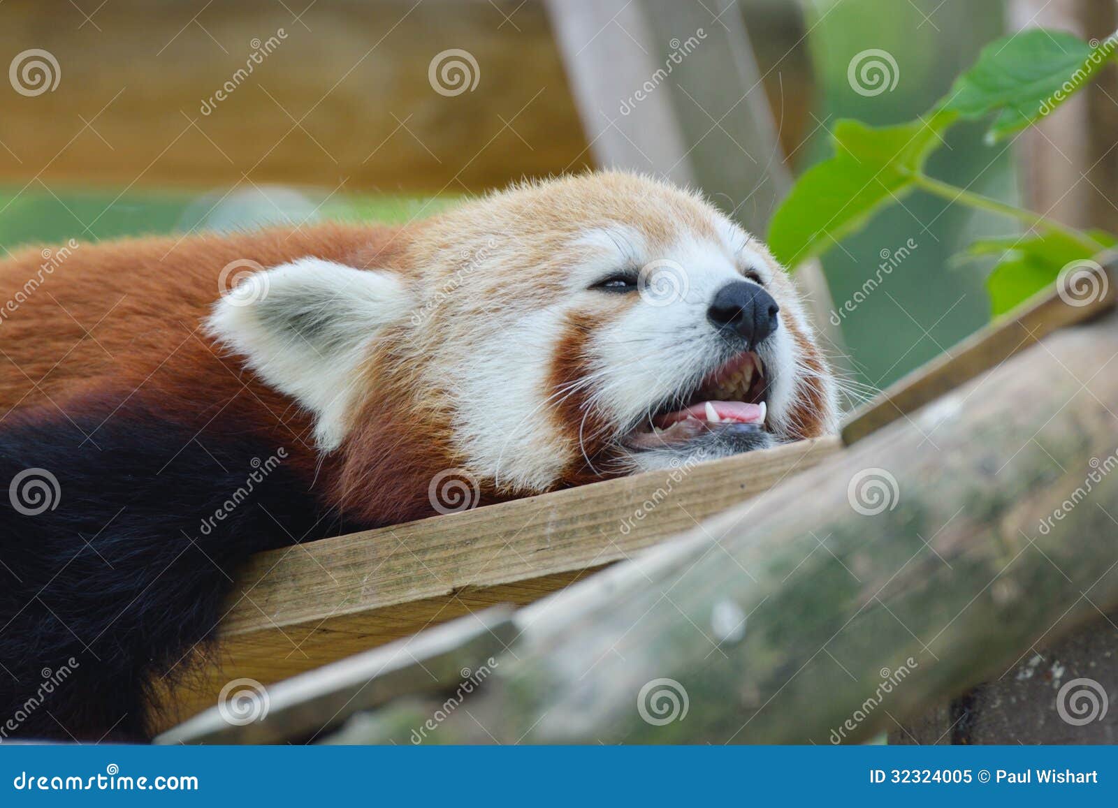 Red panda resting stock image. Image of wildlife, chinese - 32324005