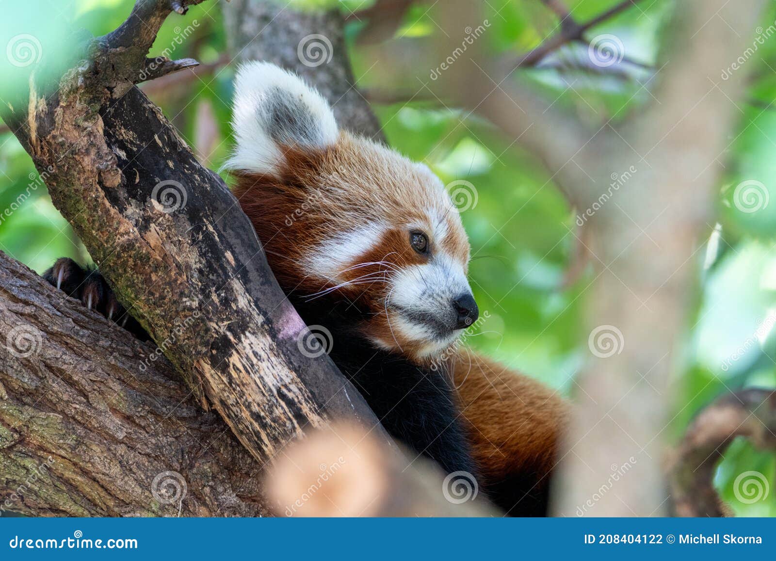 Red Panda Resting on a Tree Stock Photo - Image of rare, watching ...