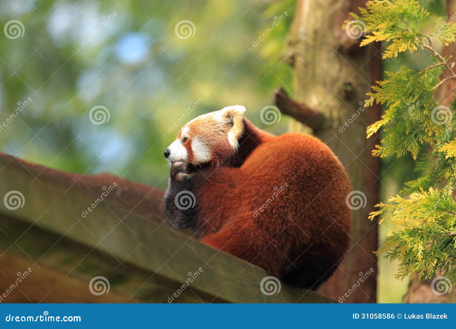 Red panda stock photo. Image of detail, arboreal, ailurus - 31058586