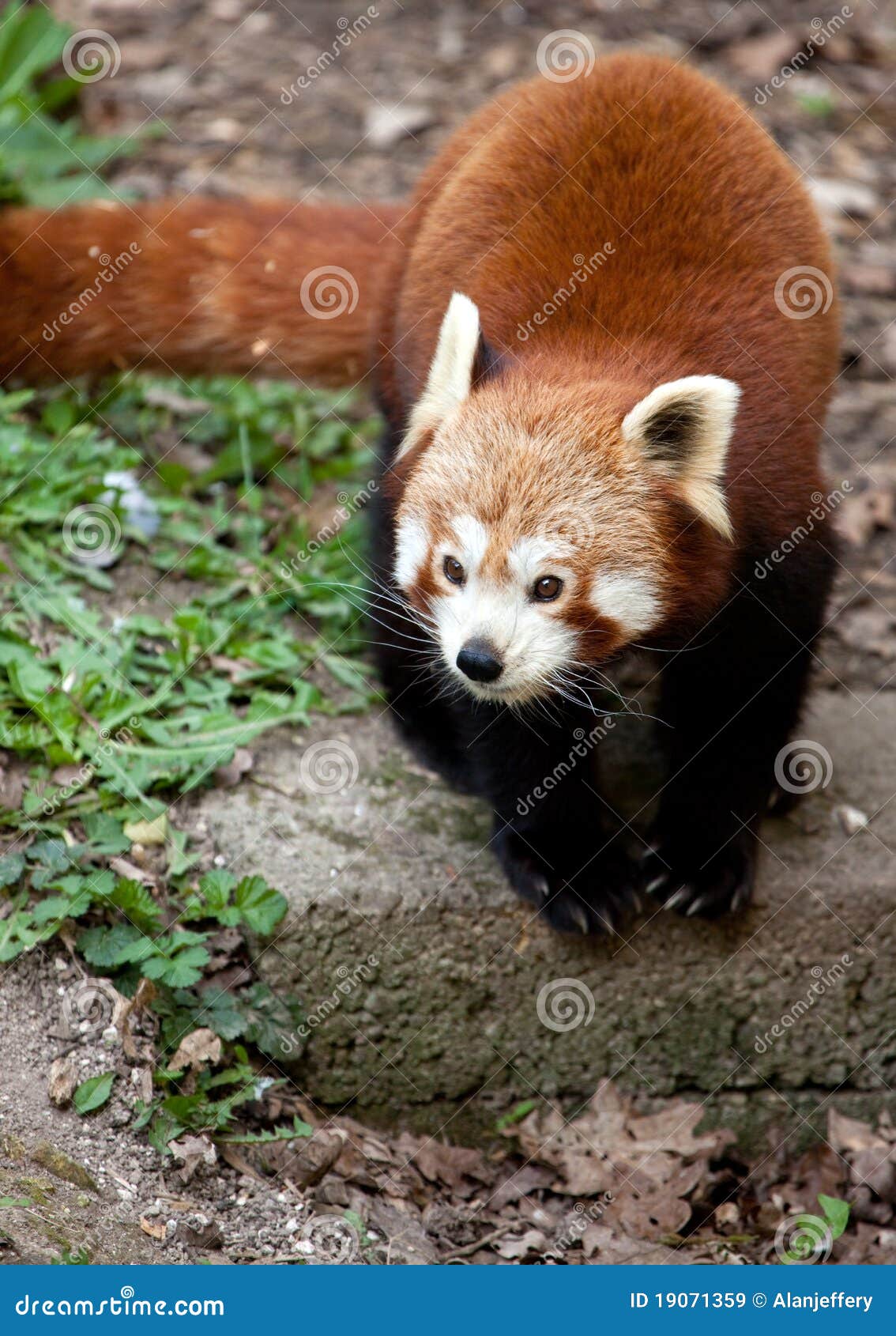 Red Panda Running on the Ground Stock Image - Image of wildlife ...