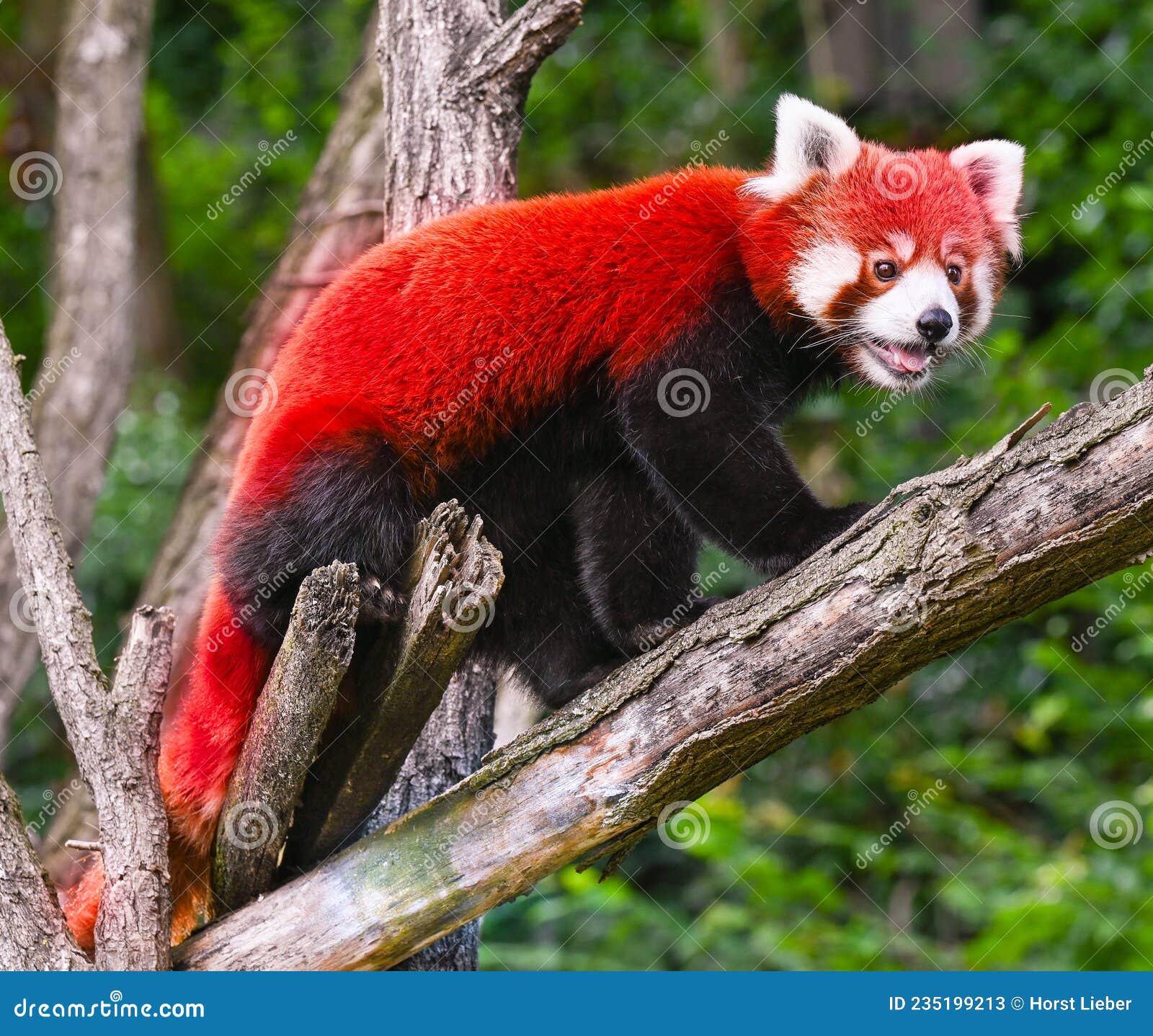 Red Panda is Running Over Tree Branch Editorial Stock Photo - Image of ...