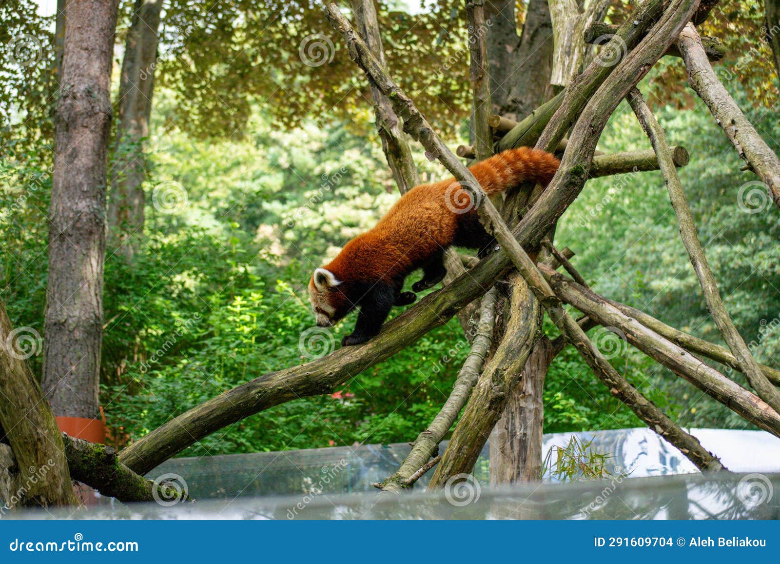 Red Panda Runs Down a Tree Branch in an Animal Enclosure Stock Photo ...