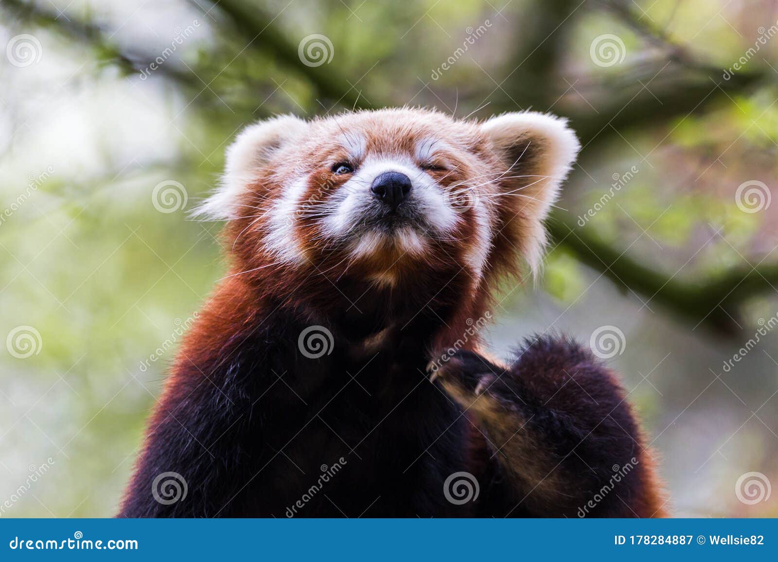 Red Panda scratching stock image. Image of nose, daytime - 178284887