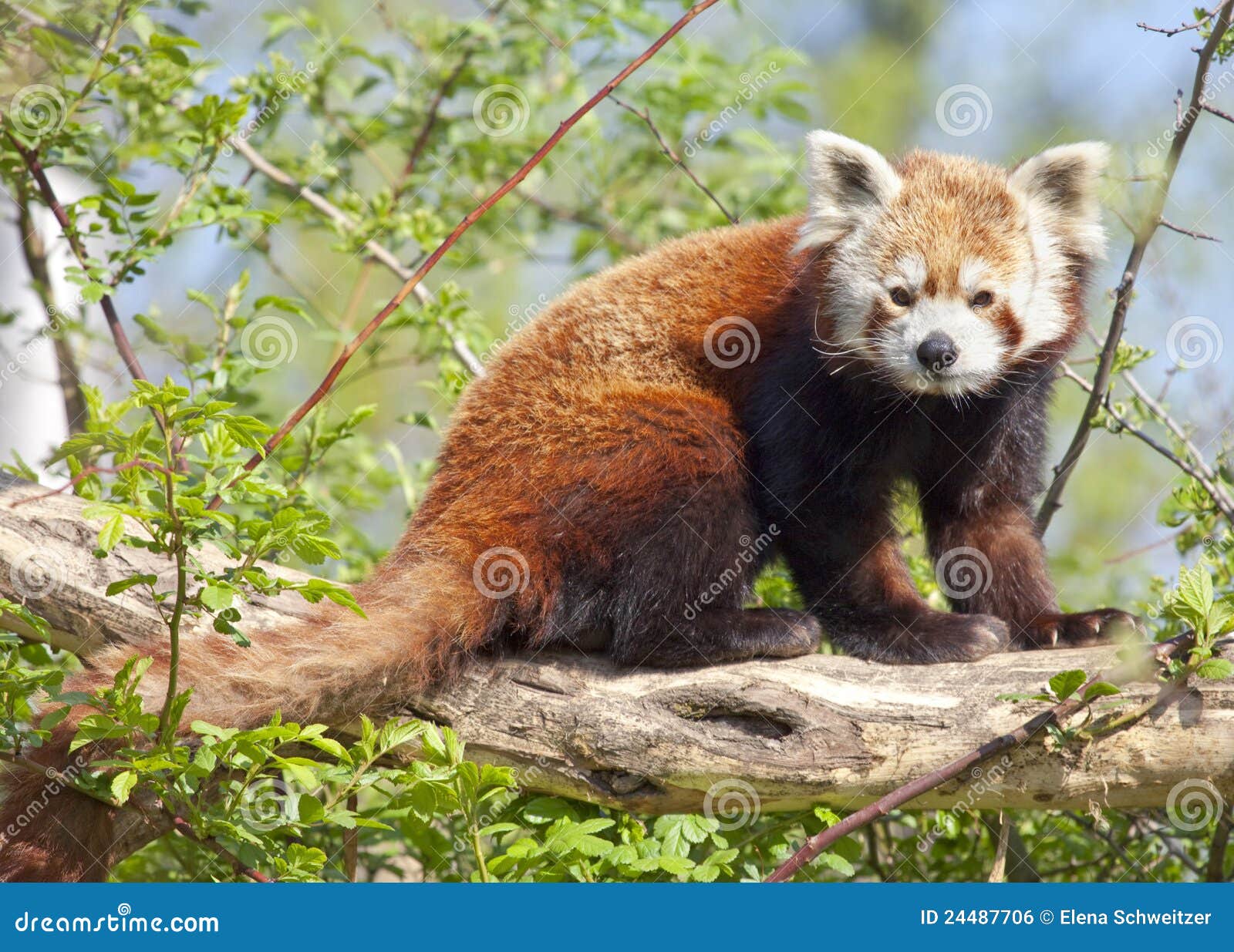 Red Panda Or Shining Cat Royalty Free Stock Image - Image: 24487706