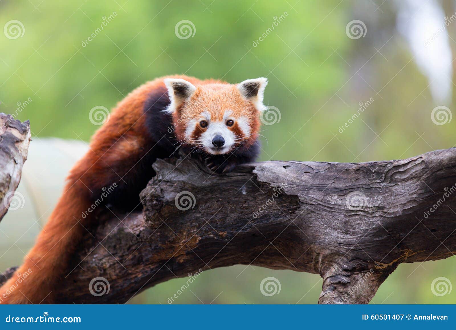 Red panda, shining cat stock image. Image of india, chinese - 60501407