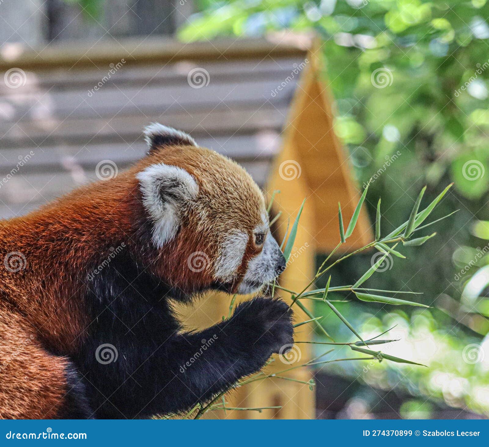 Red Panda side portrait stock image. Image of wildlife - 274370899