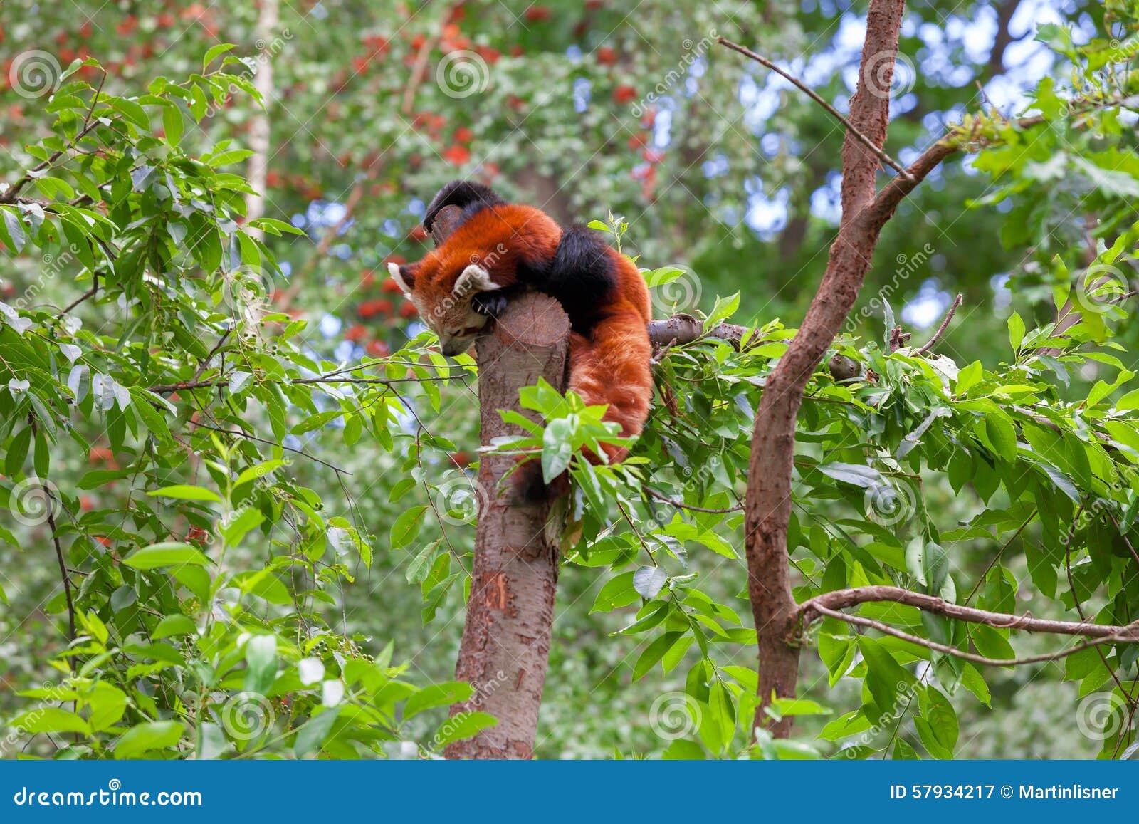 Red Panda Sitting Alone in a Tree Stock Image - Image of cute, bear ...