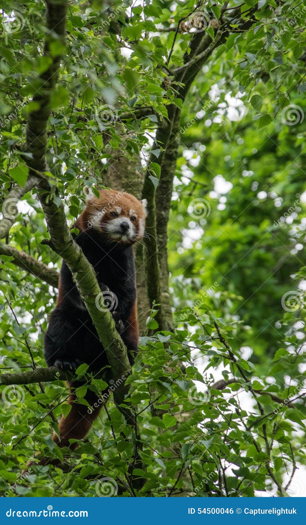 Red Panda Sitting Alone in a Tree Stock Photo - Image of oriental ...