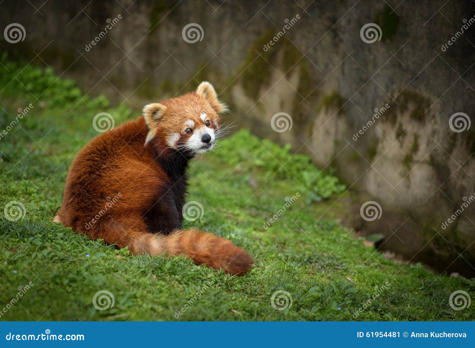 Red panda stock image. Image of lesser, wait, wild, grass - 61954481
