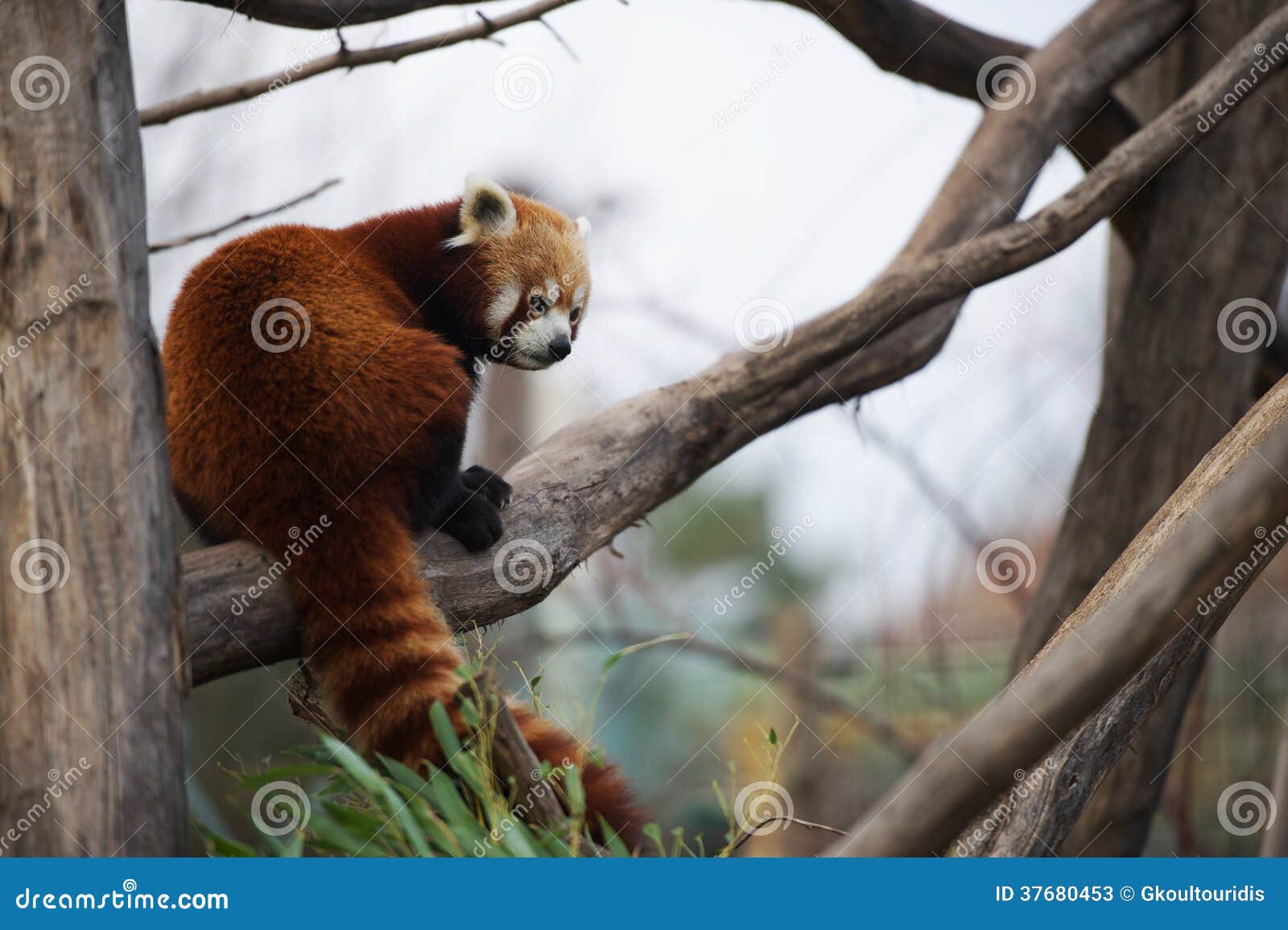 Red Panda Sitting on a Branch Stock Image - Image of sitting, wildlife ...