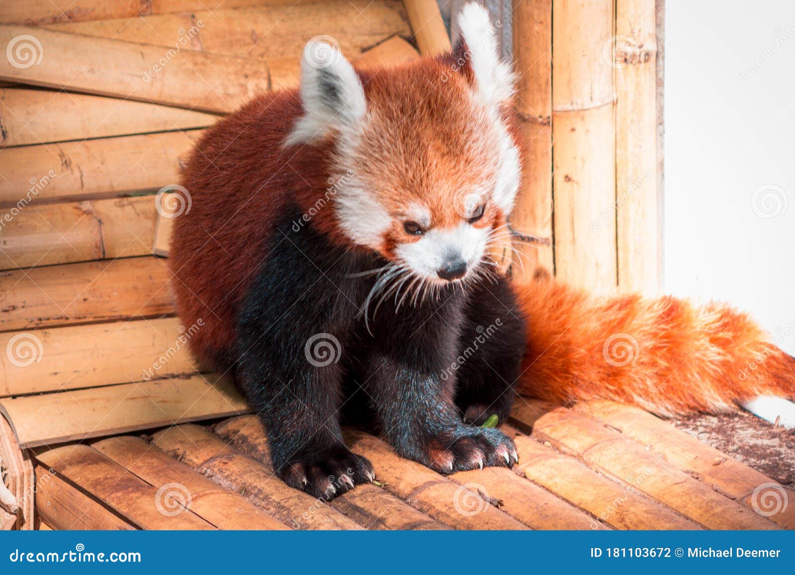 Red Panda Sitting in the Sun at the Zoo Stock Photo - Image of wildlife ...