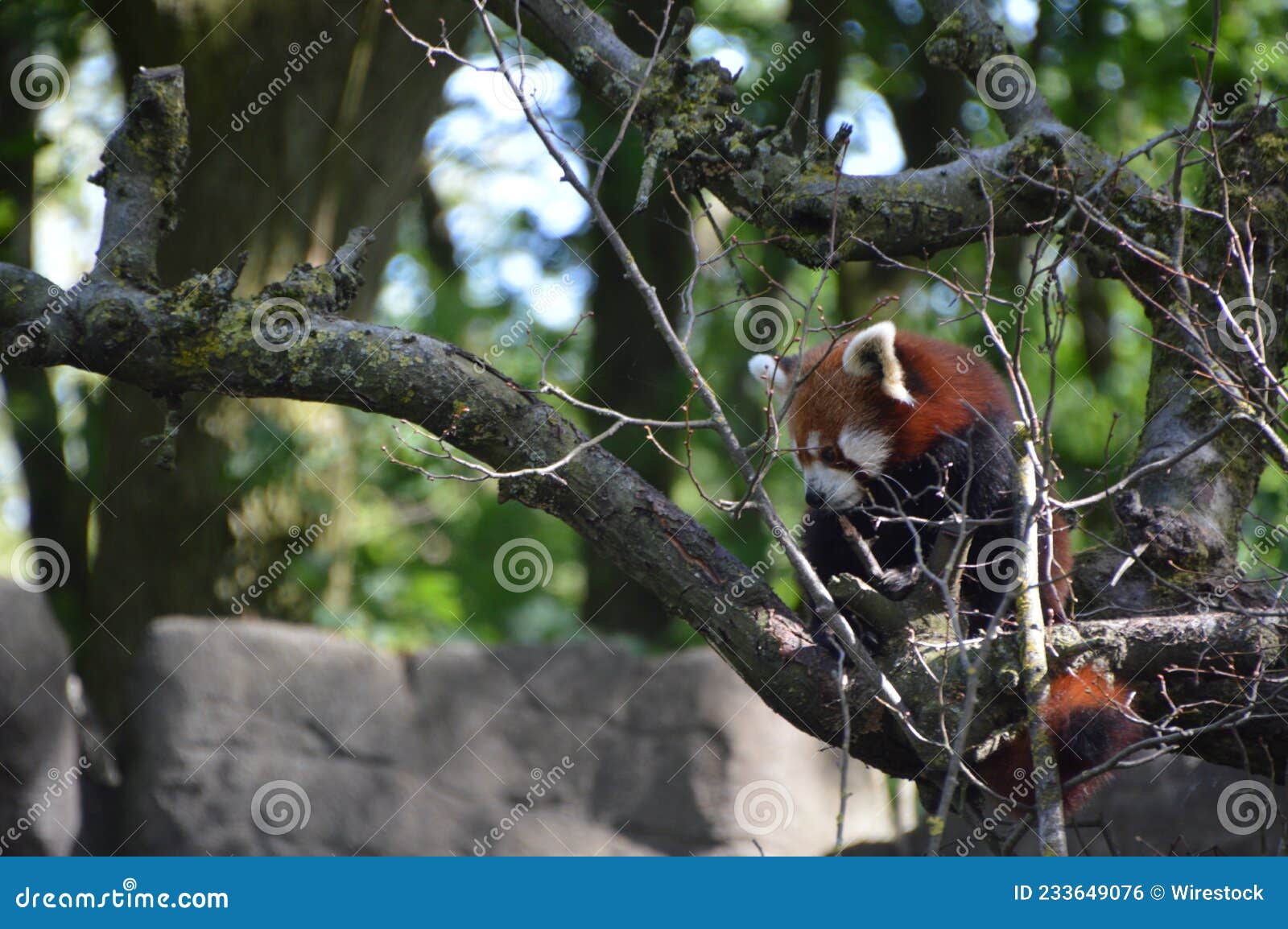 Red Panda Sitting on the Tree. Stock Photo - Image of fulgens, panda ...